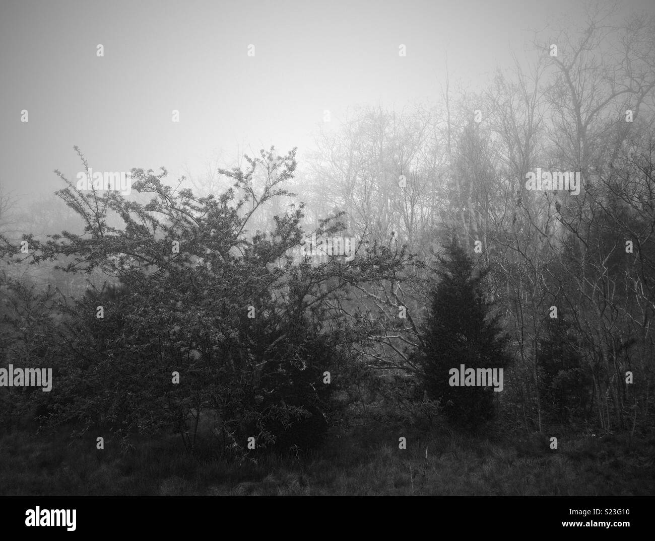 Foggy Cape Cod Morning Stock Photo - Alamy