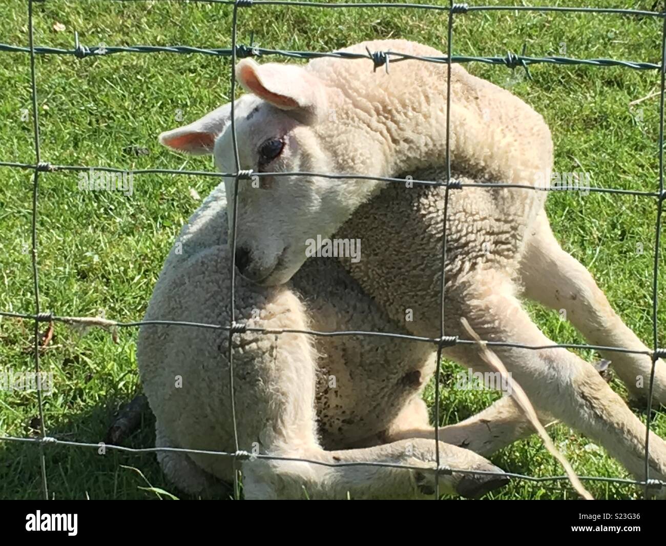 Lamb in sunshine hi-res stock photography and images - Alamy