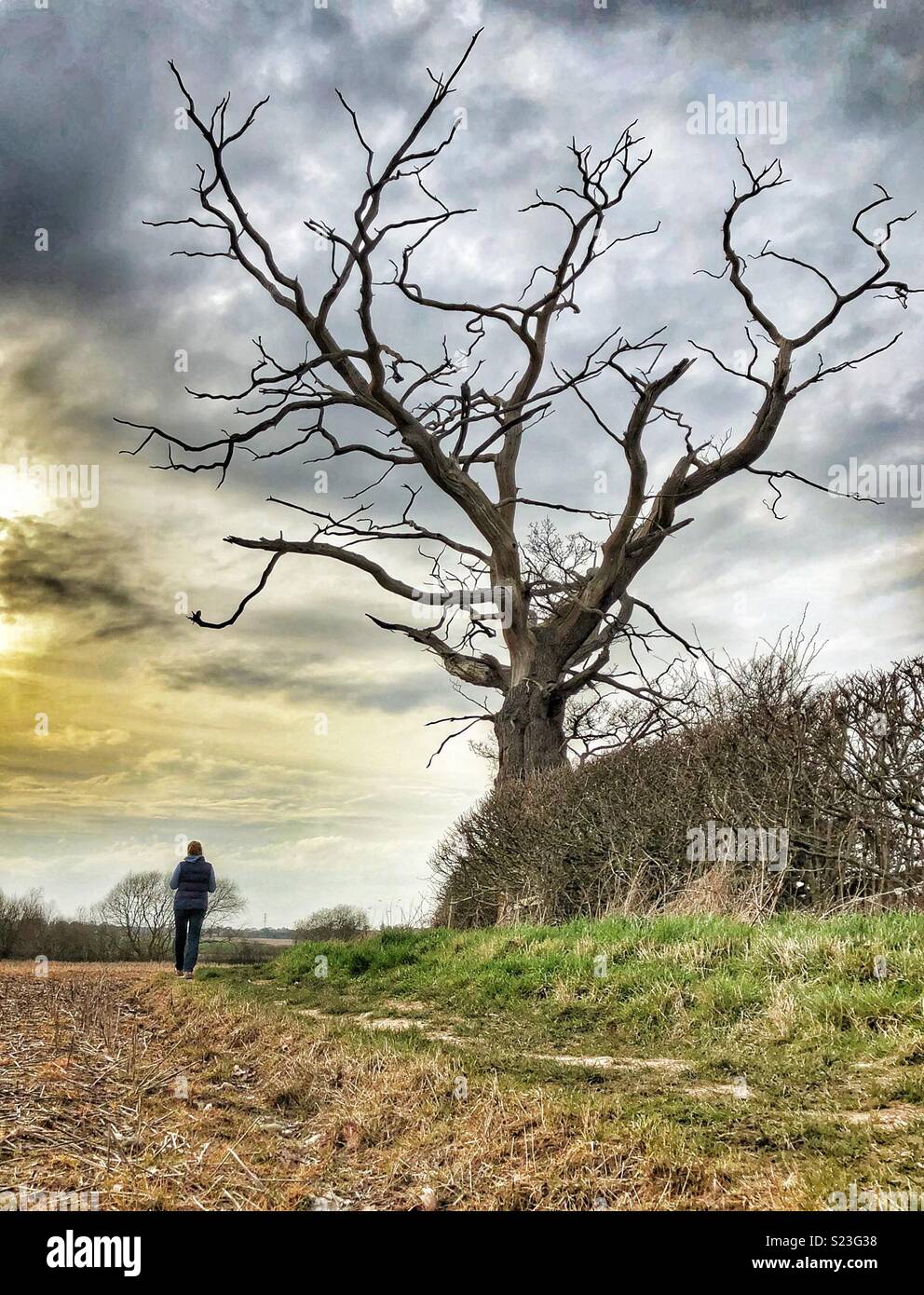 Angry tree hi-res stock photography and images - Alamy