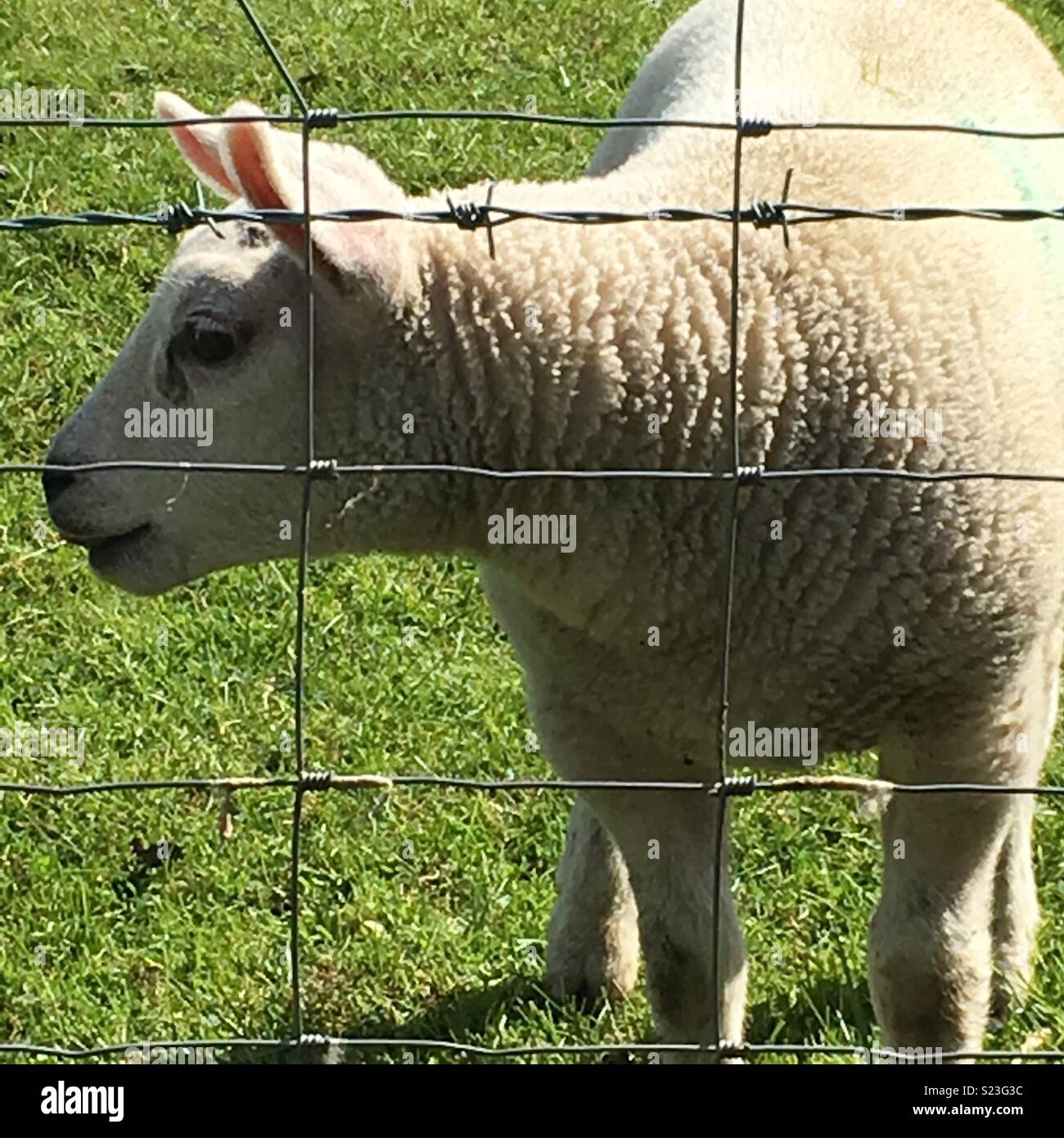 Lamb stood in field in warm sunshine Stock Photo - Alamy
