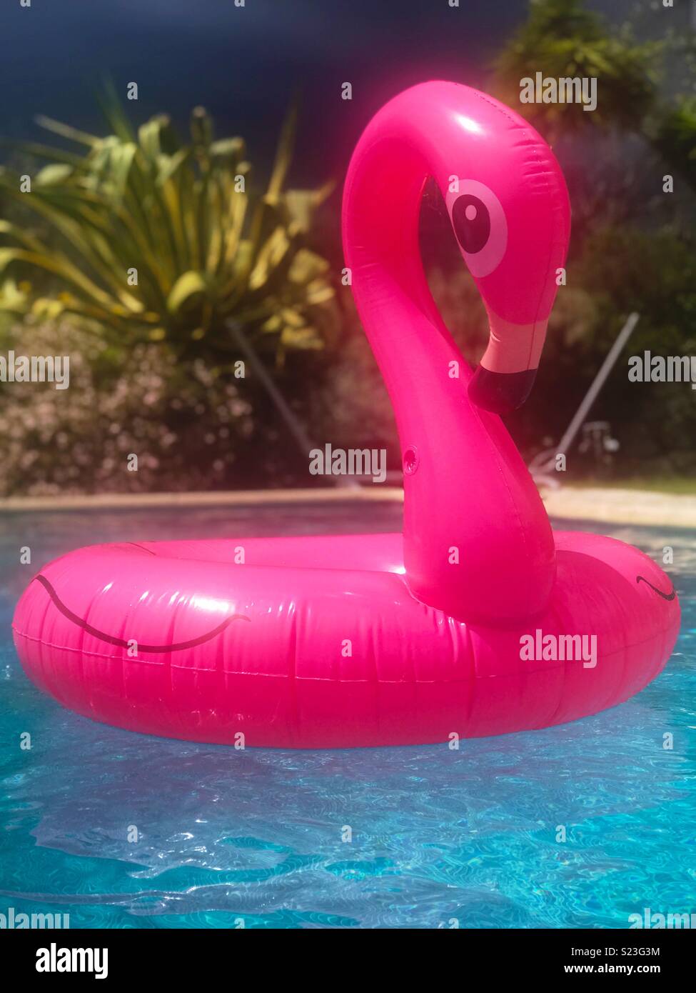 Pink flamingo in pool hi-res stock photography and images - Alamy