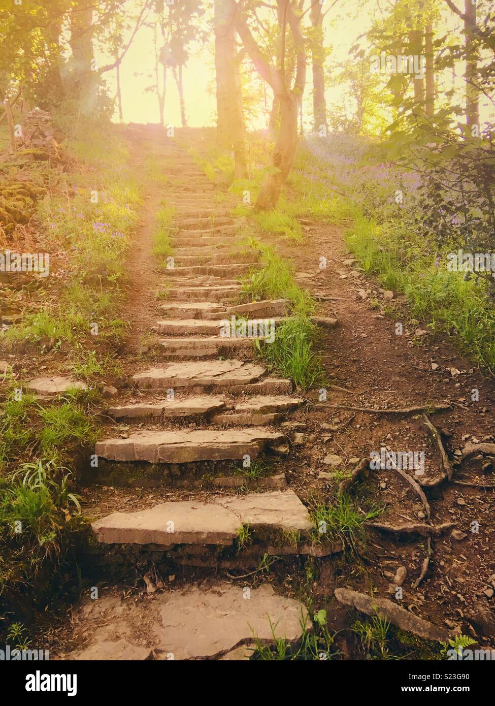 Stone steps and trees hi-res stock photography and images - Alamy