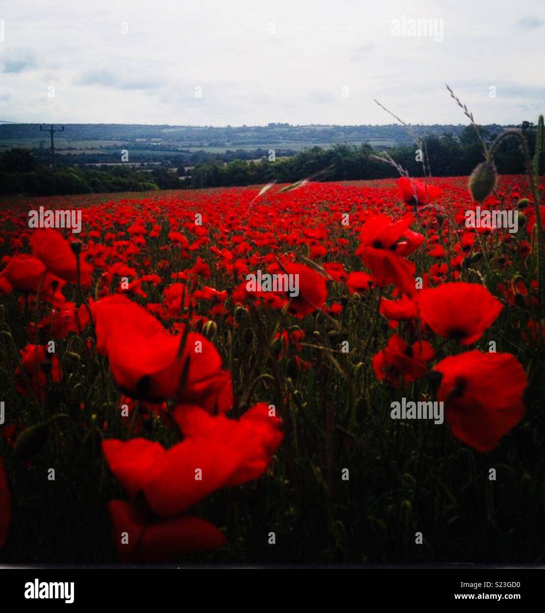 Poppy fields hi-res stock photography and images - Alamy