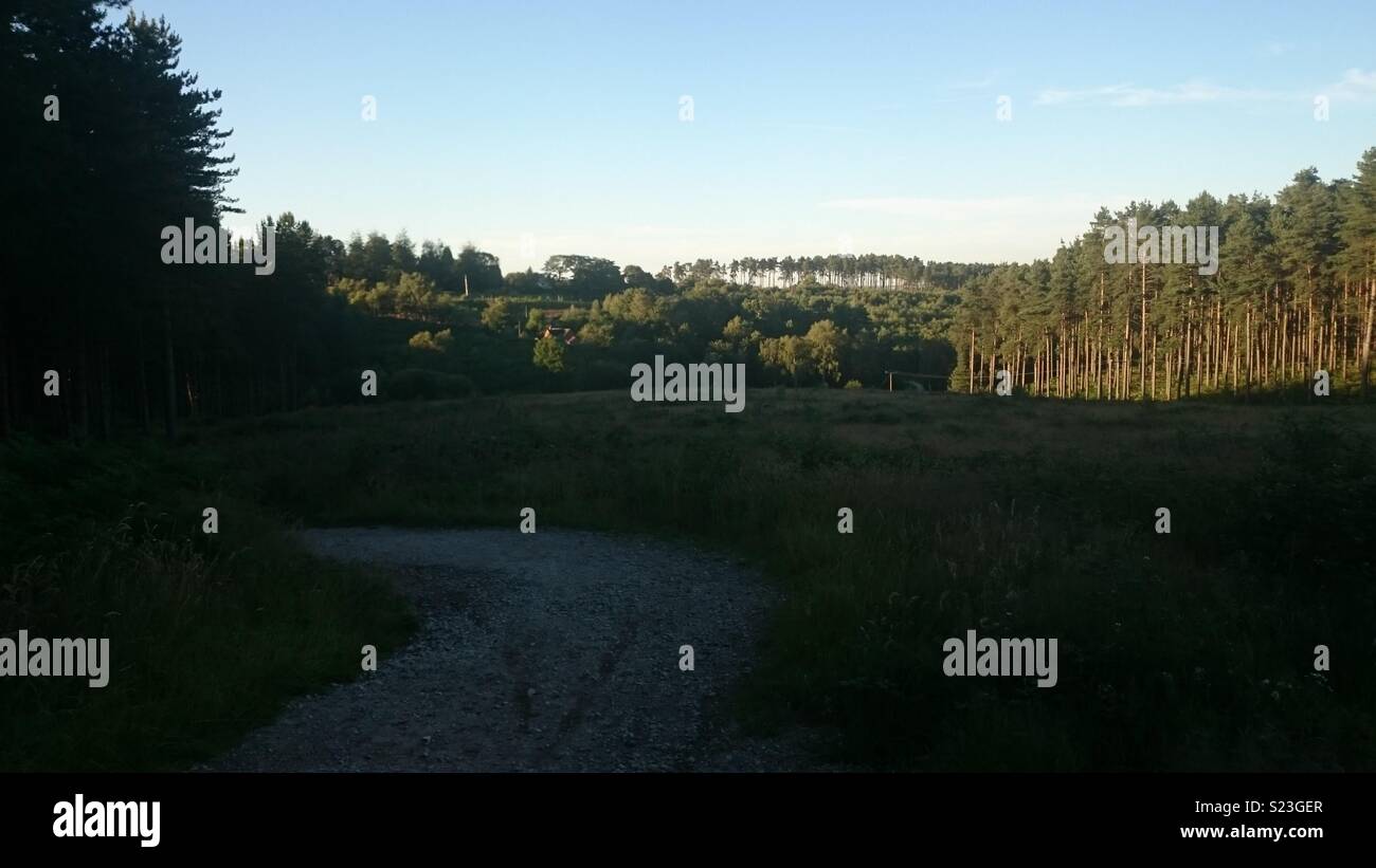 A scenic view of Cannock Chase with lots of trees and a winding path ...