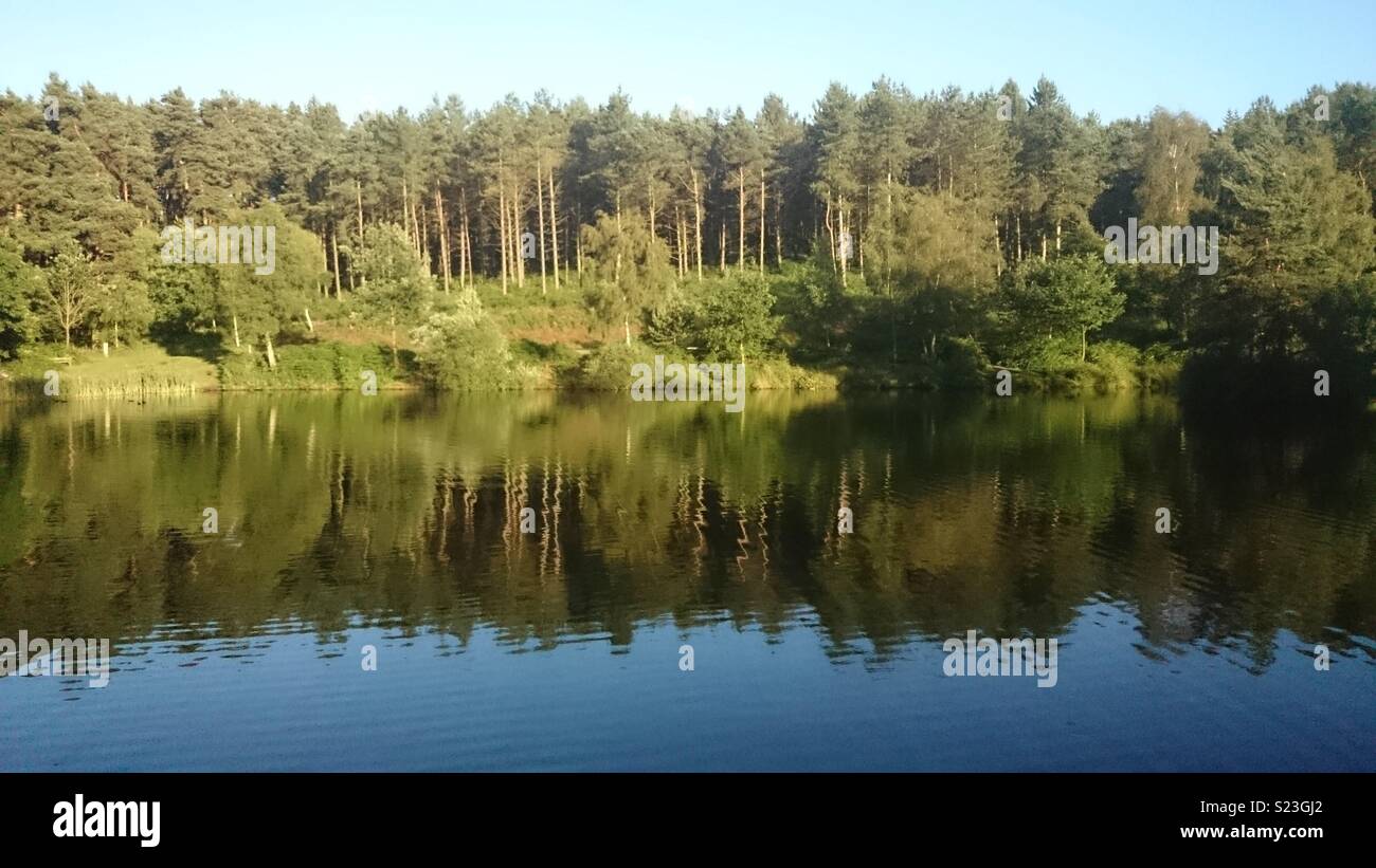 Trees in pools hi-res stock photography and images - Alamy