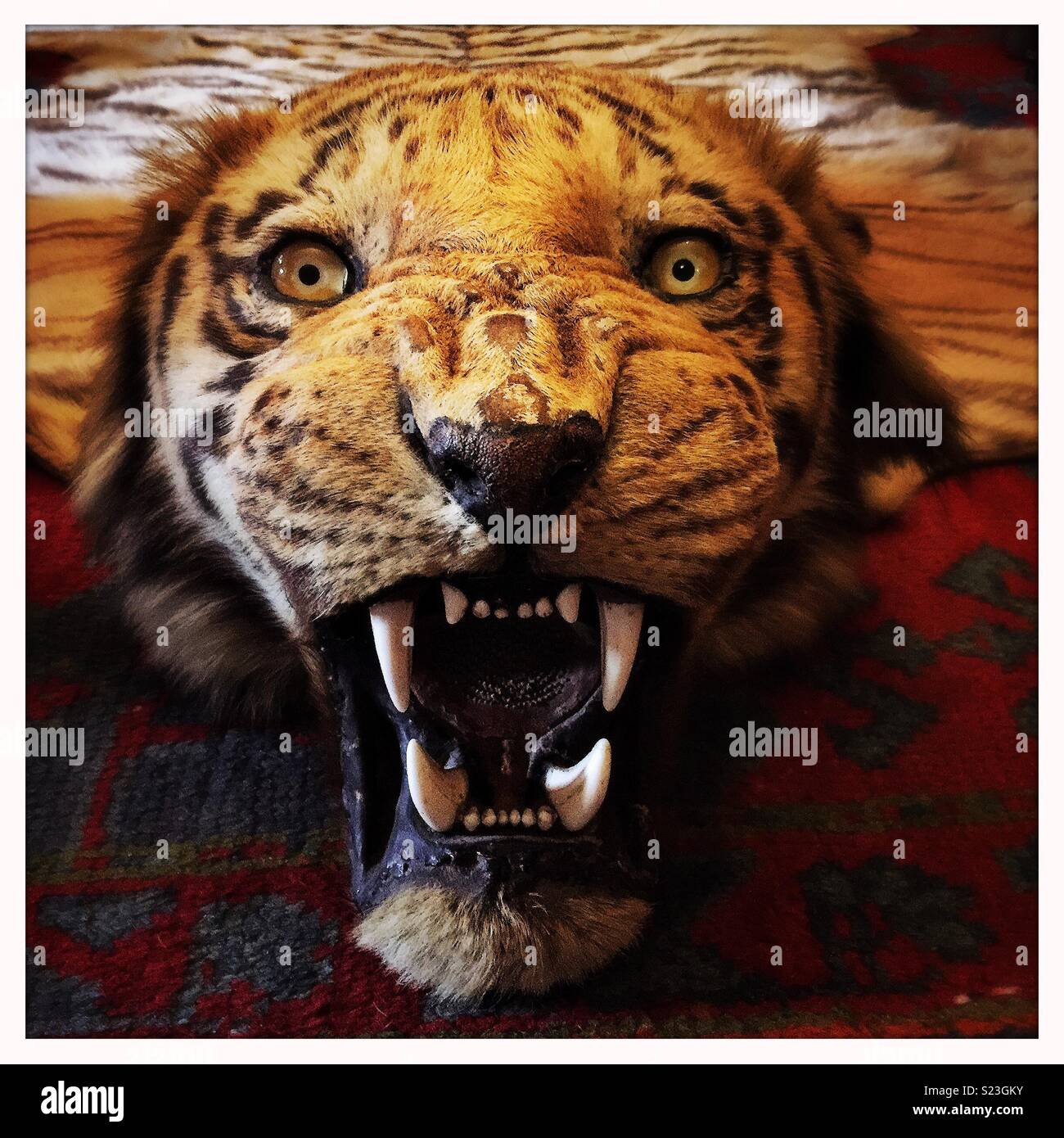 Tigers head hi-res stock photography and images - Alamy