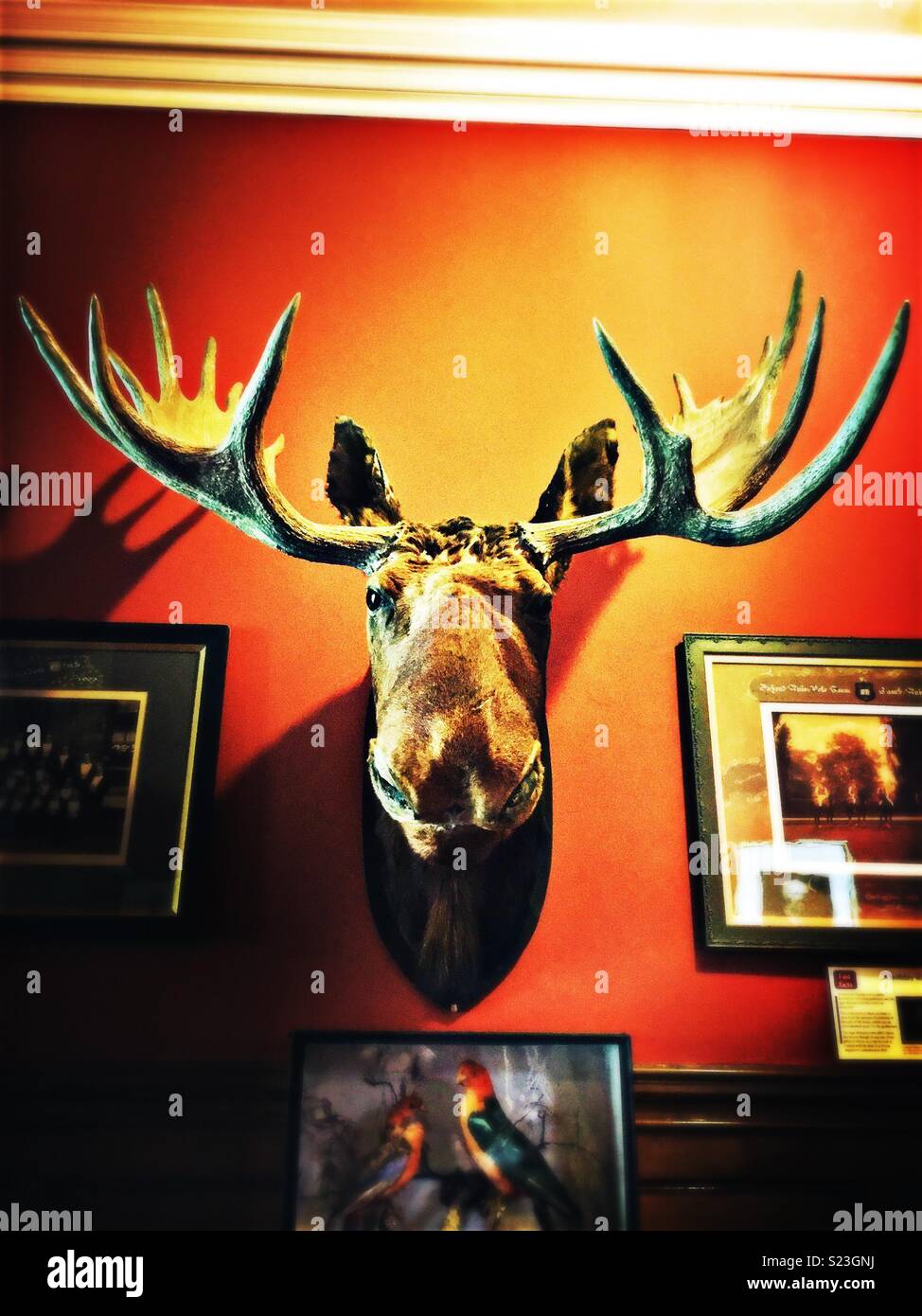 Moose head hi-res stock photography and images - Alamy