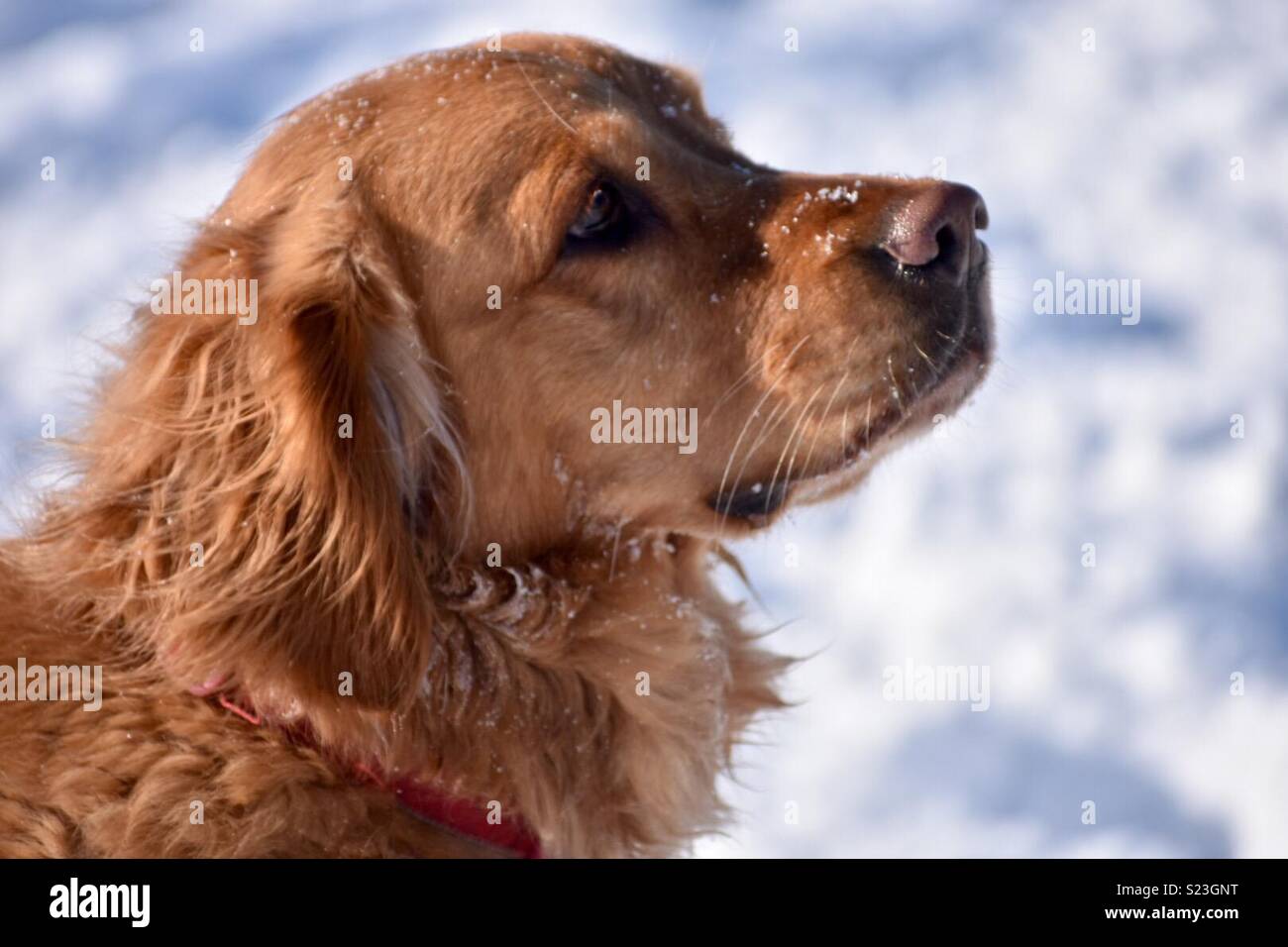 Golden retriever in the snow hi-res stock photography and images - Alamy