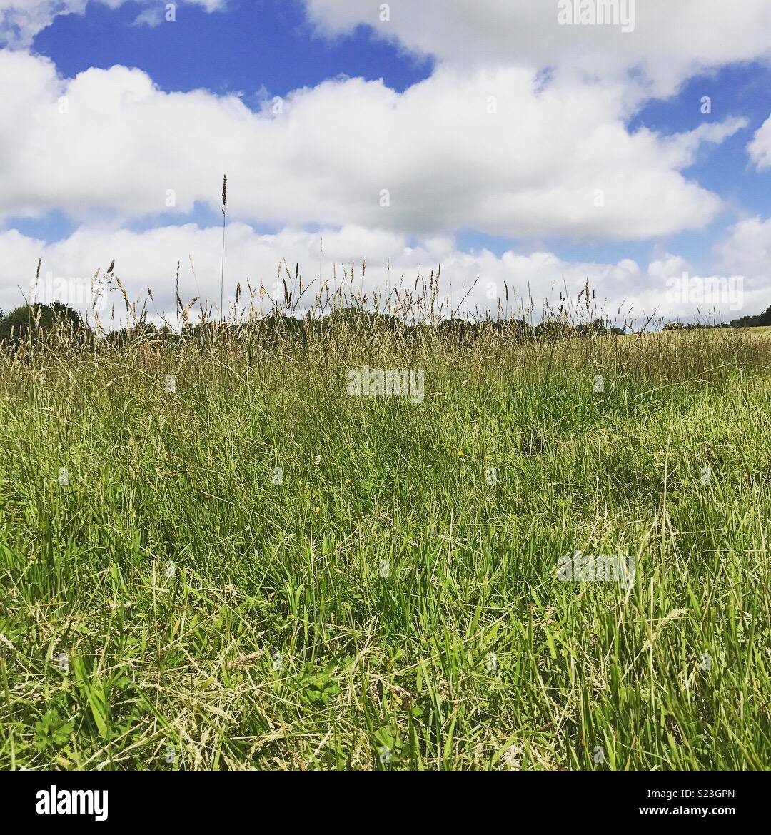 Summer grass fields hi-res stock photography and images - Alamy