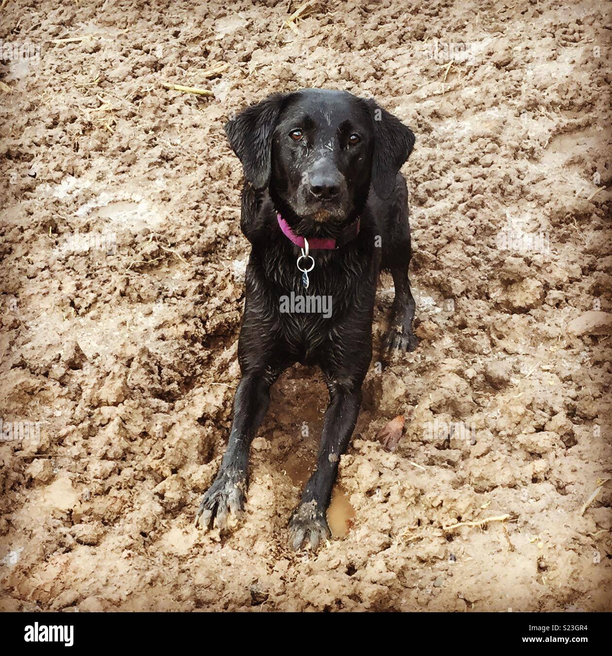 Very muddy dog hi-res stock photography and images - Alamy