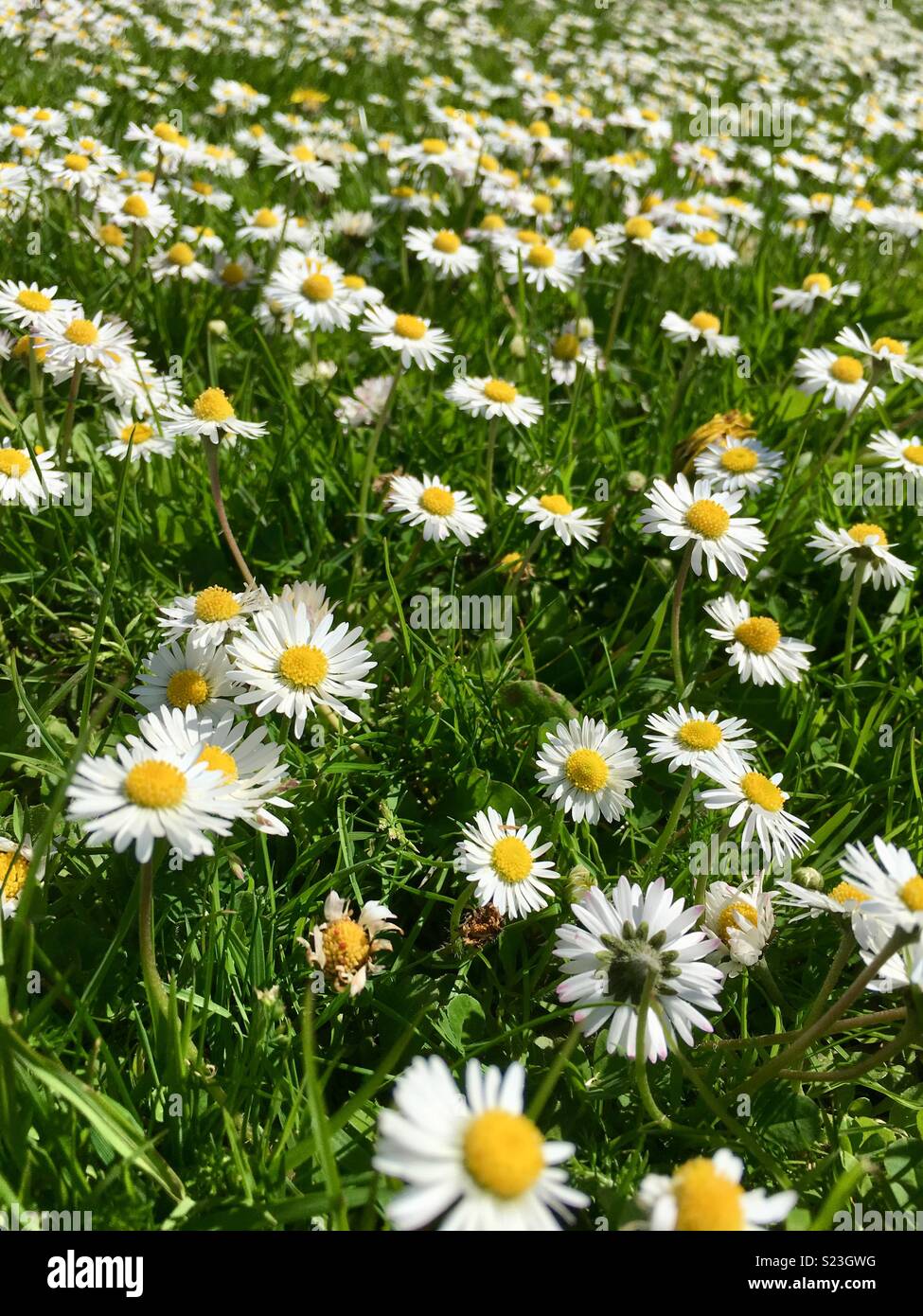 Daisy’s in green grass Stock Photo - Alamy