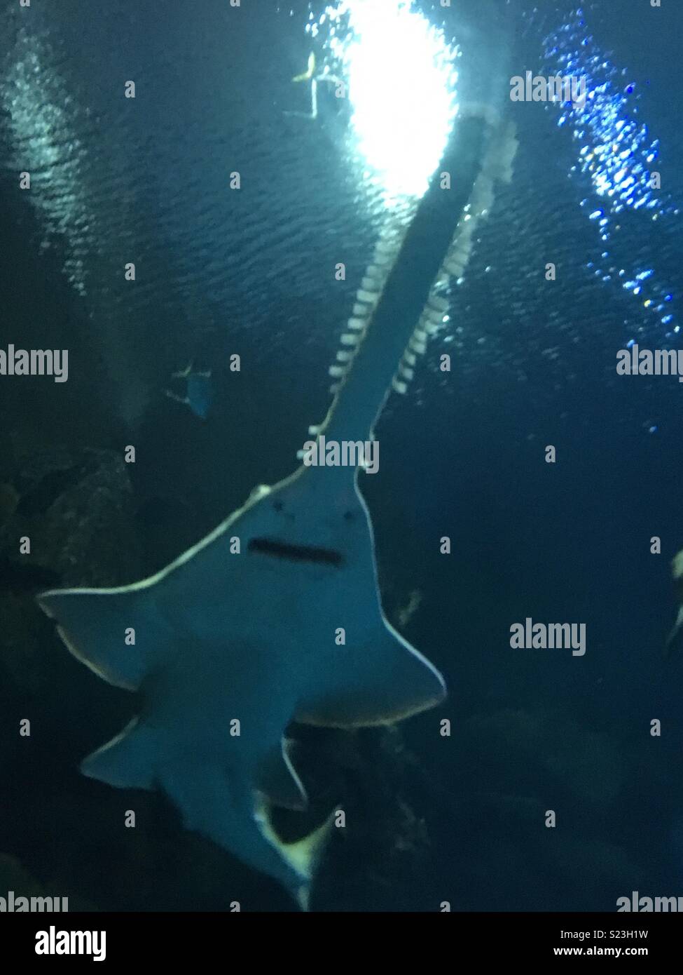 Sword fish hi-res stock photography and images - Alamy