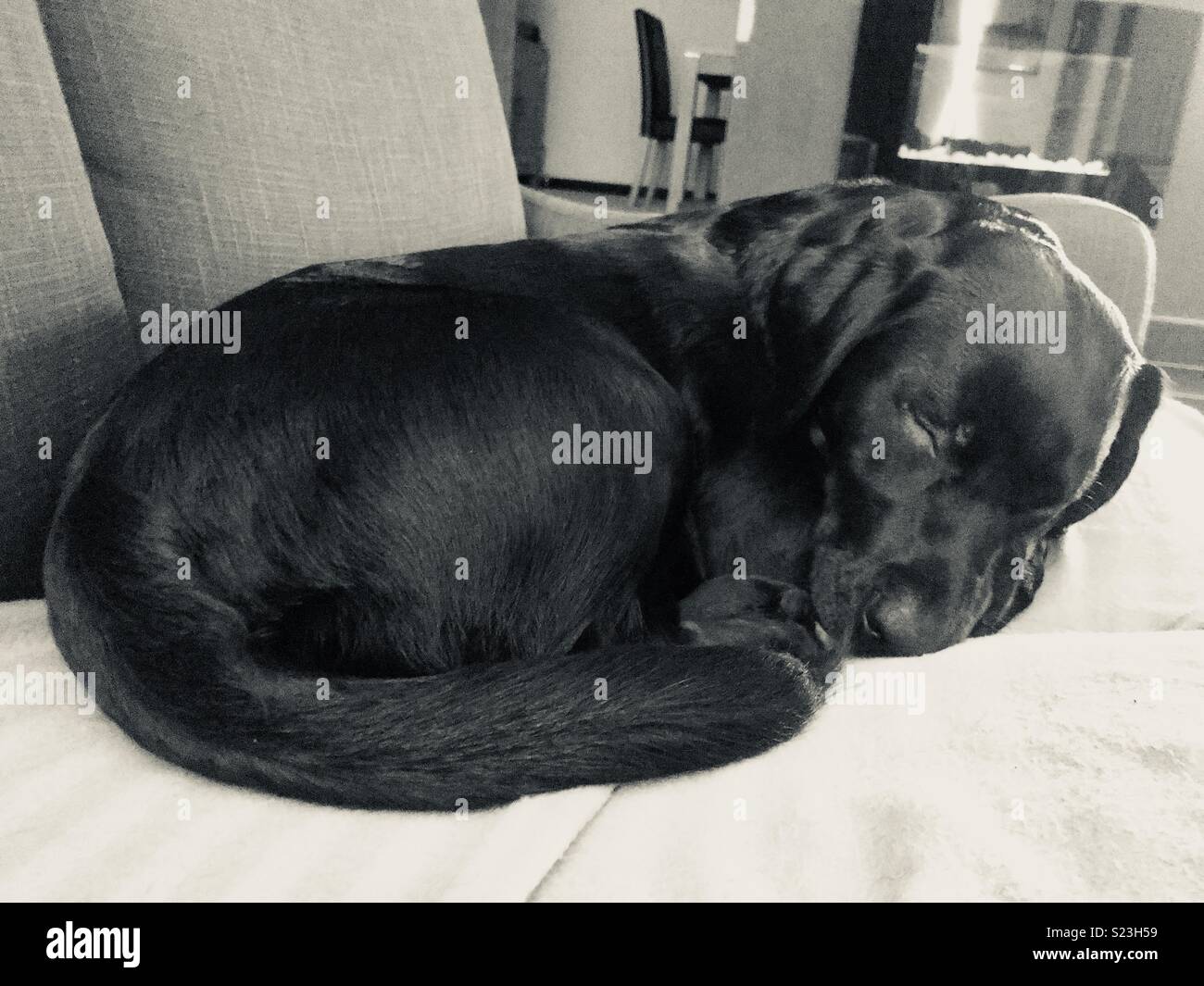 Sleeping Labrador Puppy Stock Photo - Alamy