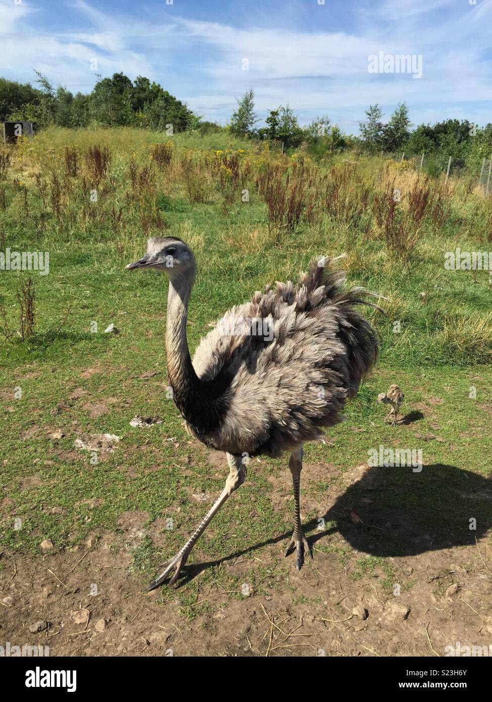 Rhea birds hi-res stock photography and images - Alamy