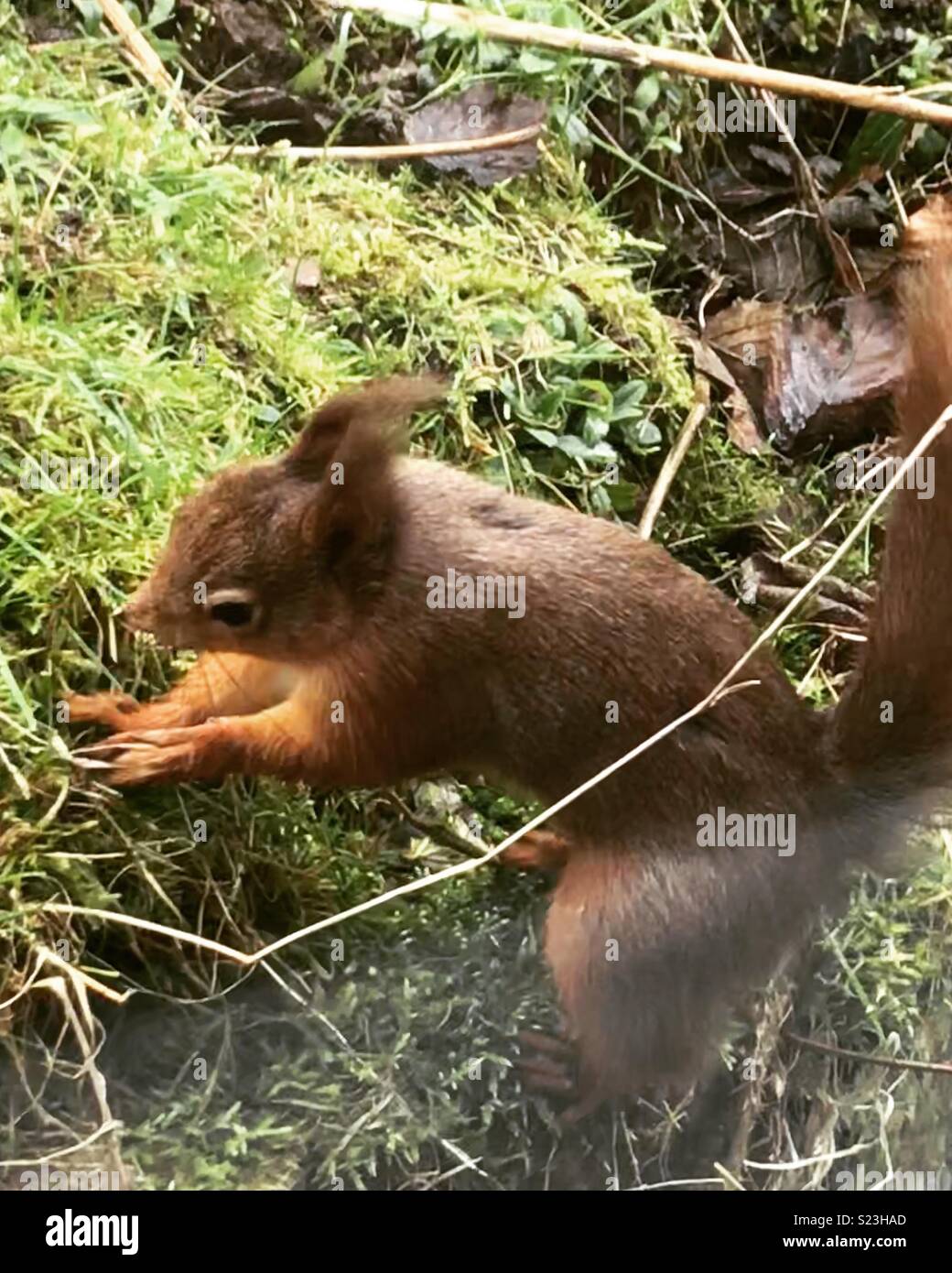 Hiding squirrel with nuts hi-res stock photography and images - Alamy