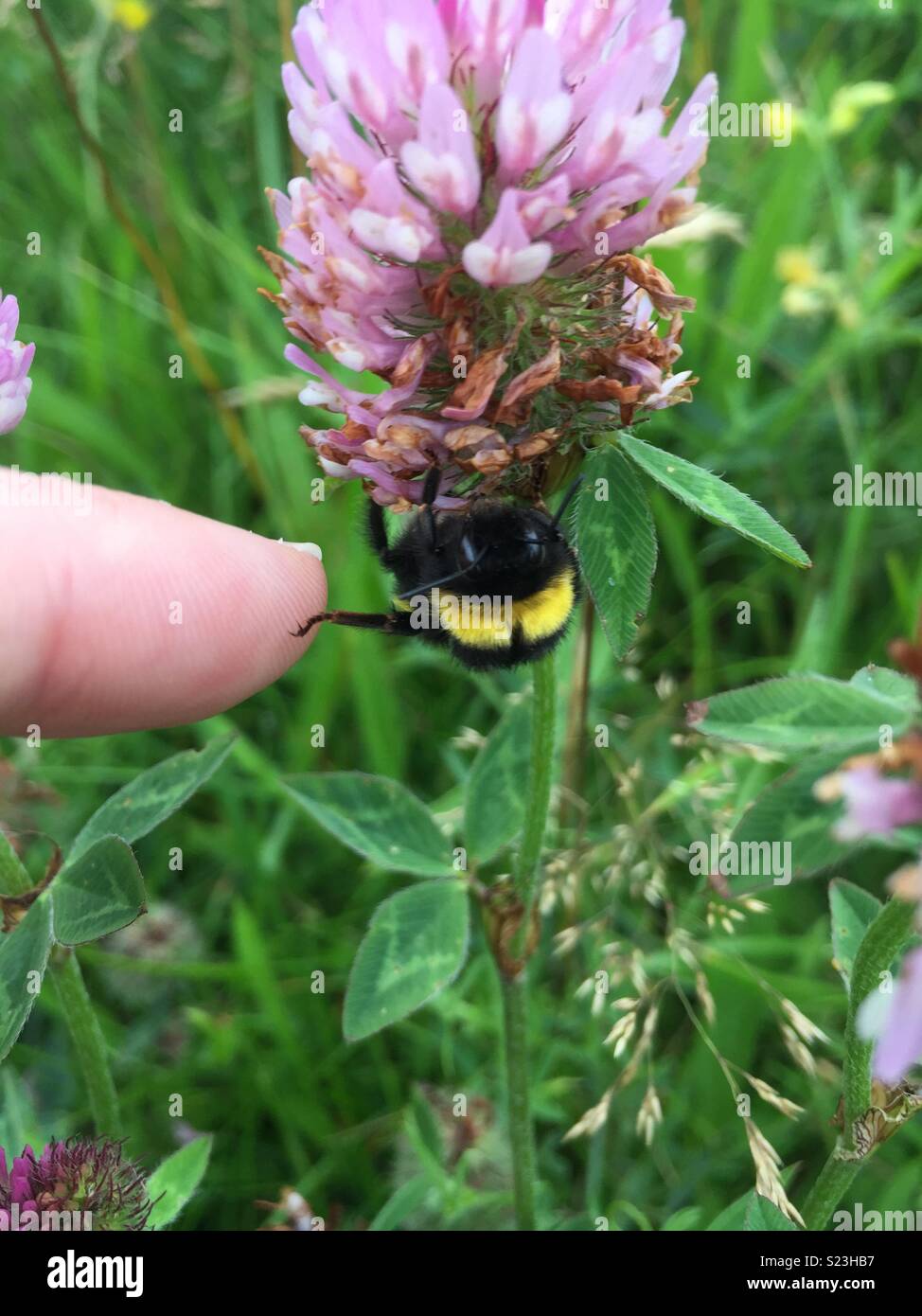 Bee high five Stock Photo - Alamy