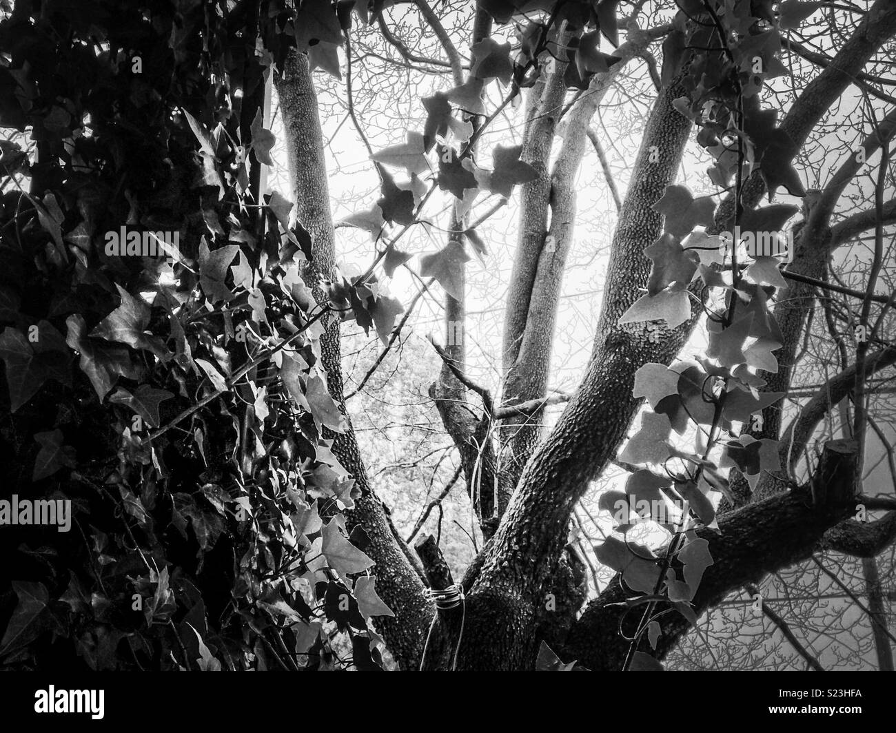 Dead tree ivy Black and White Stock Photos & Images - Alamy