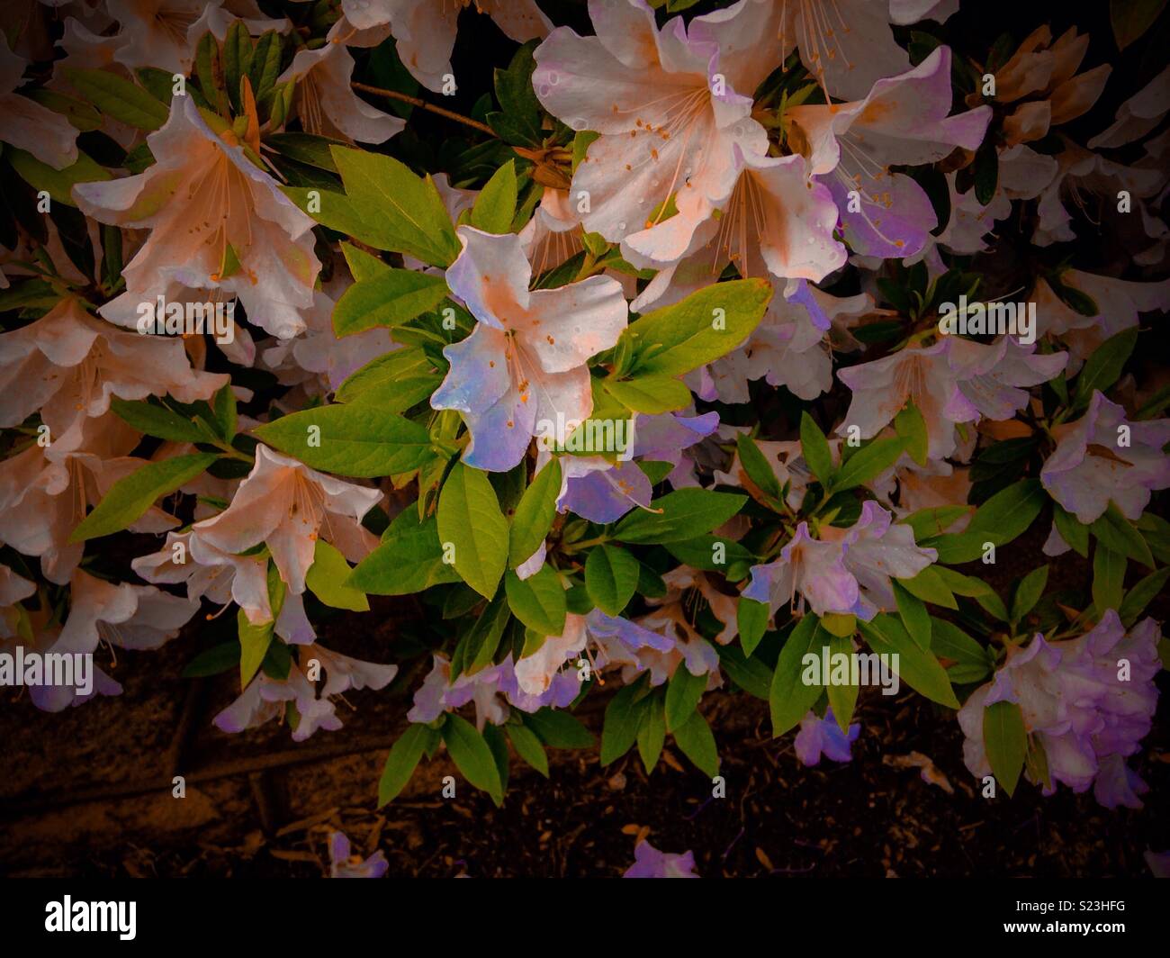 Abundance of azaleas overhang stone wall Stock Photo - Alamy