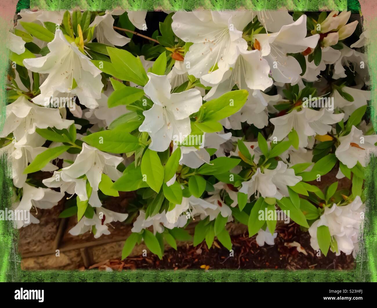 Masses of white azaleas overhang stone wall Stock Photo - Alamy