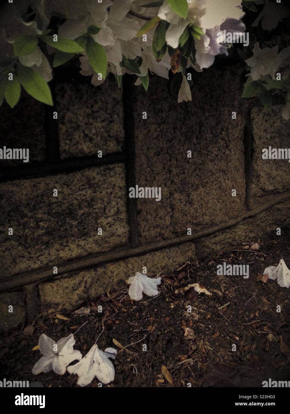 Shadowed white azaleas hang over stone wall Stock Photo - Alamy