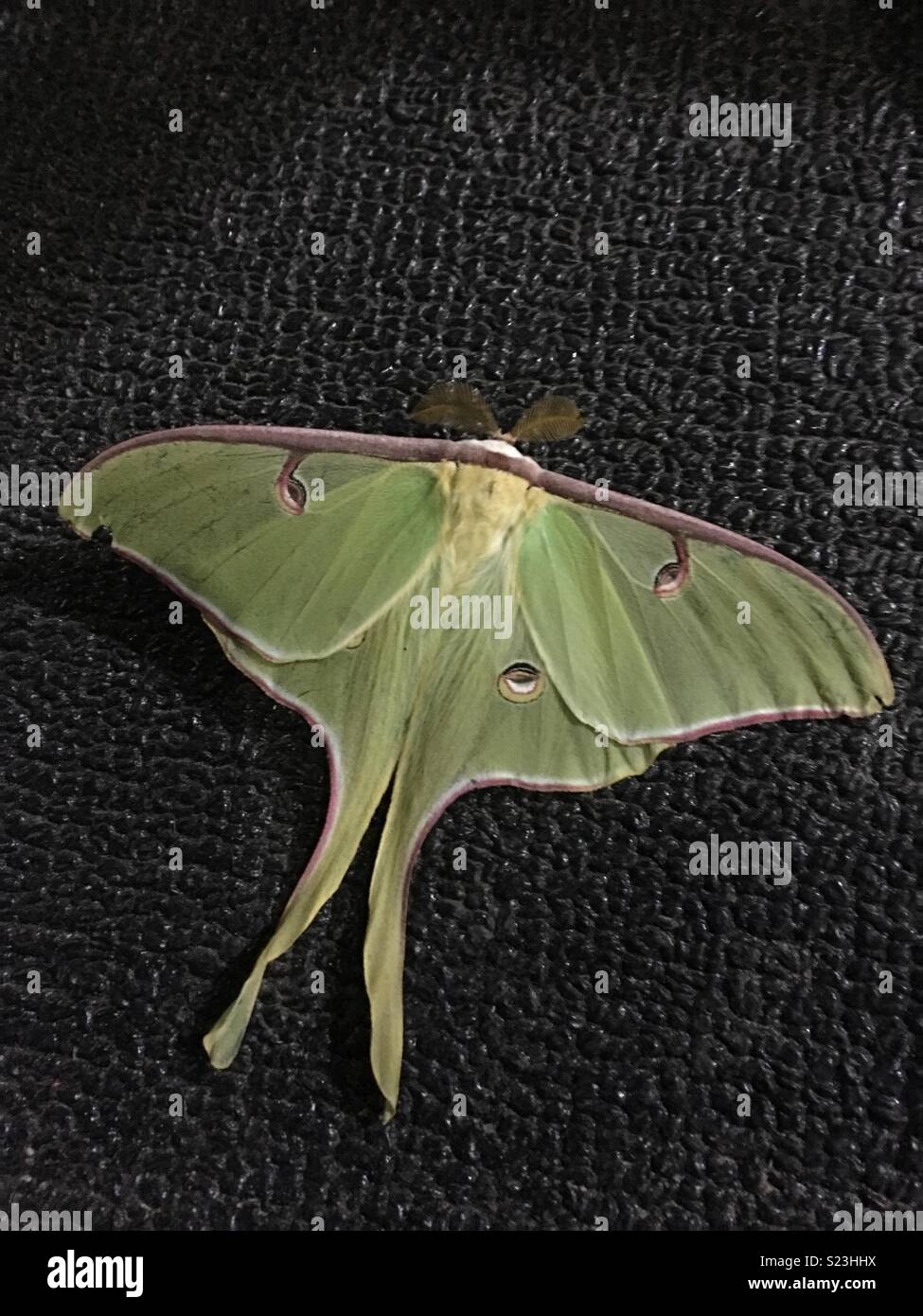 Close up lunar moth hi-res stock photography and images - Alamy