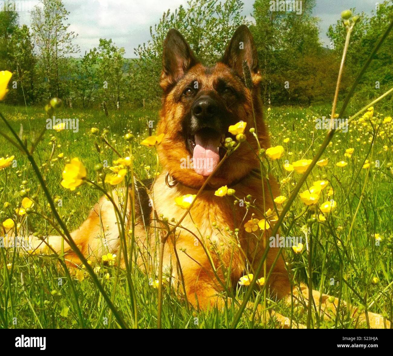 German shepherd spring hi-res stock photography and images - Alamy