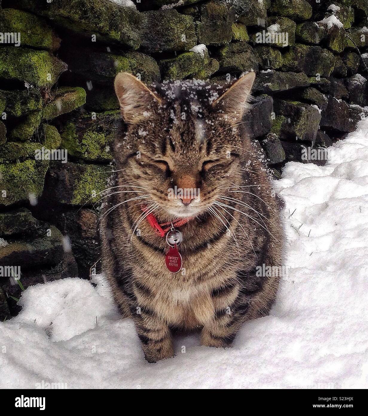 Cold Cat High Resolution Stock Photography and Images - Alamy