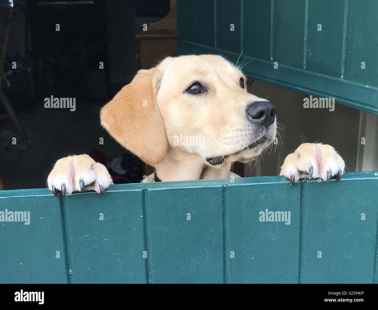 Golden labrador guide dog hi-res stock photography and images - Alamy