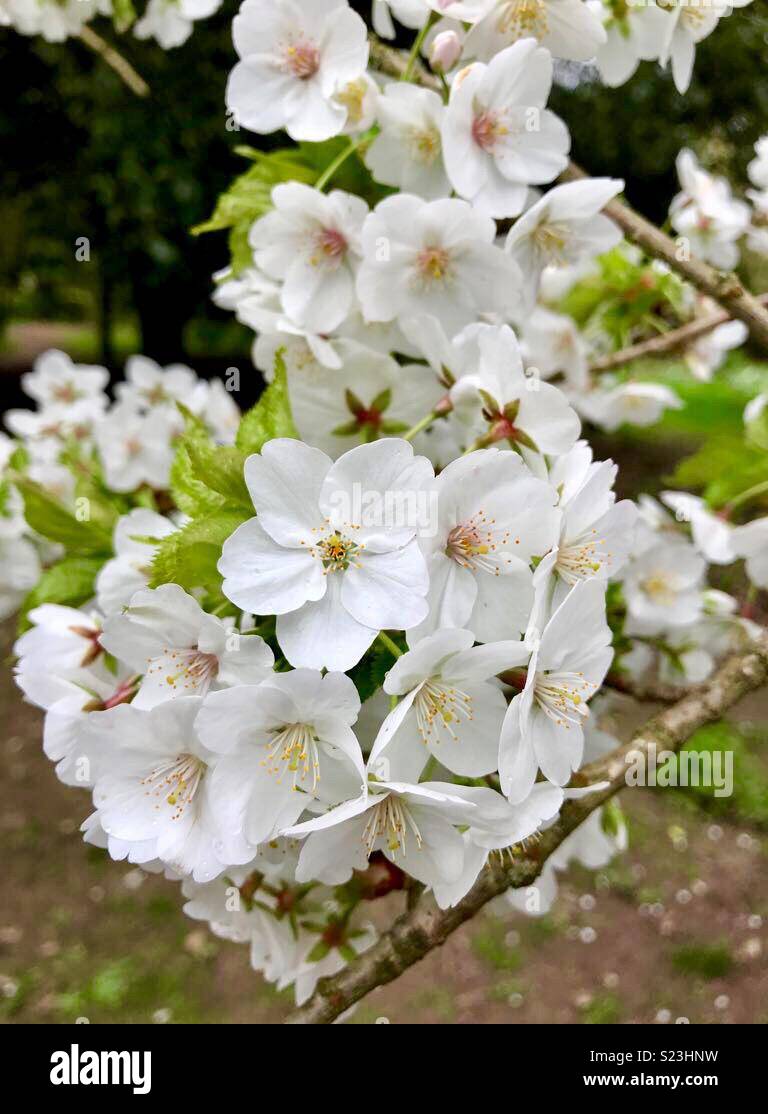 Spring blossom UK Stock Photo - Alamy