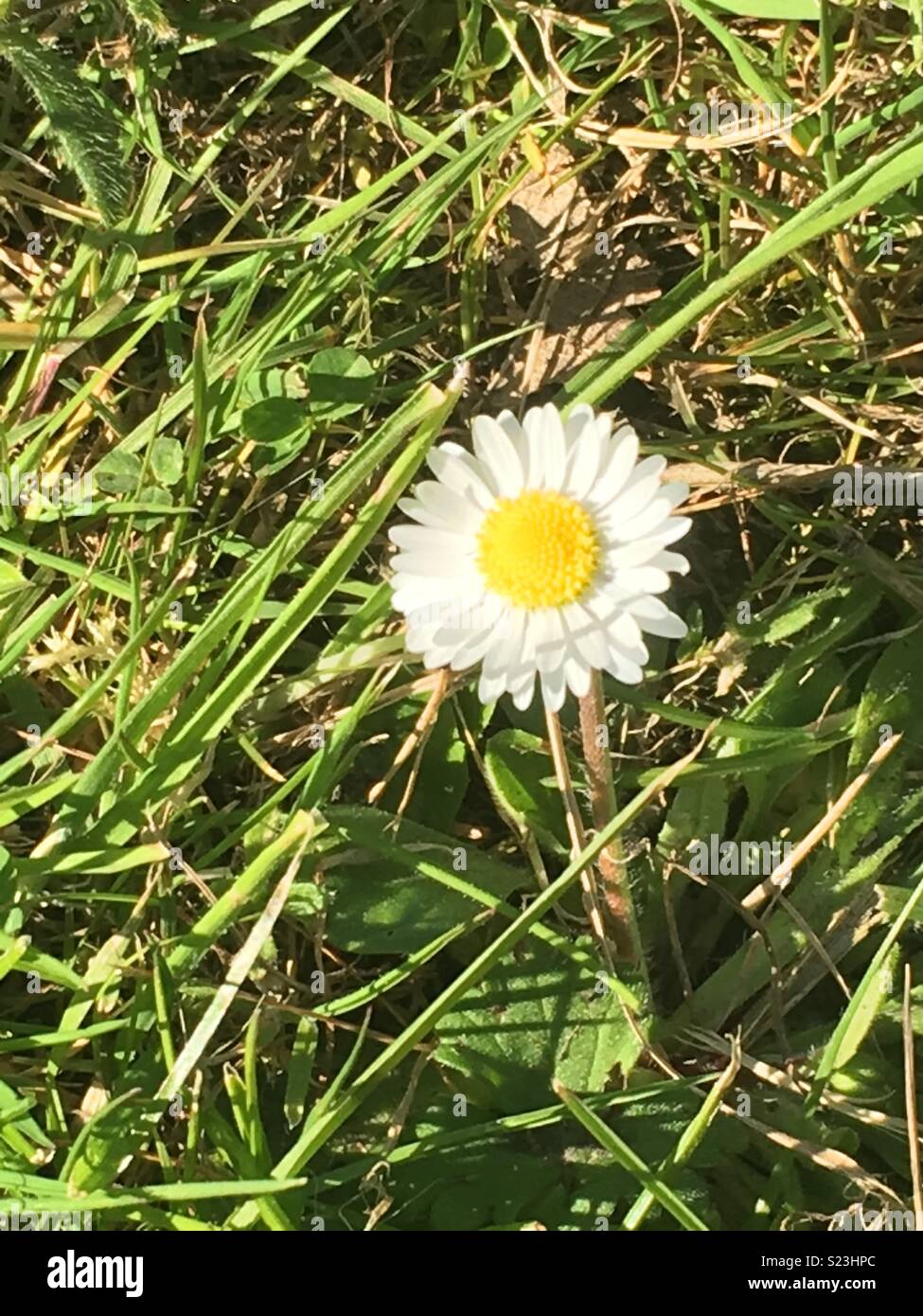 Daisy summers hi-res stock photography and images - Alamy