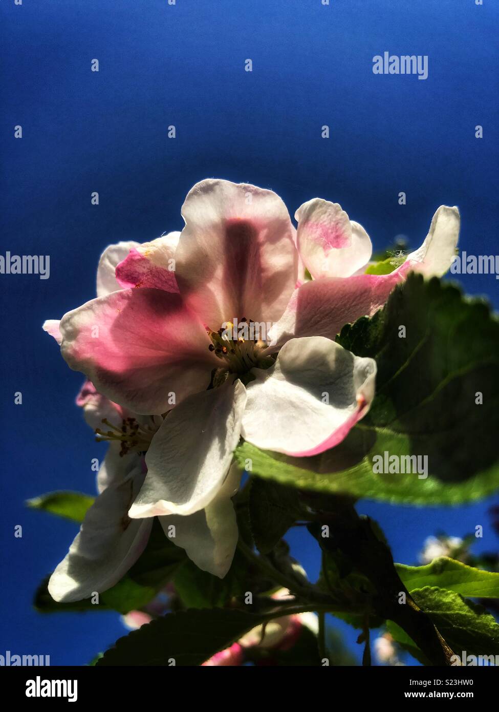 Conference pear tree hi-res stock photography and images - Alamy