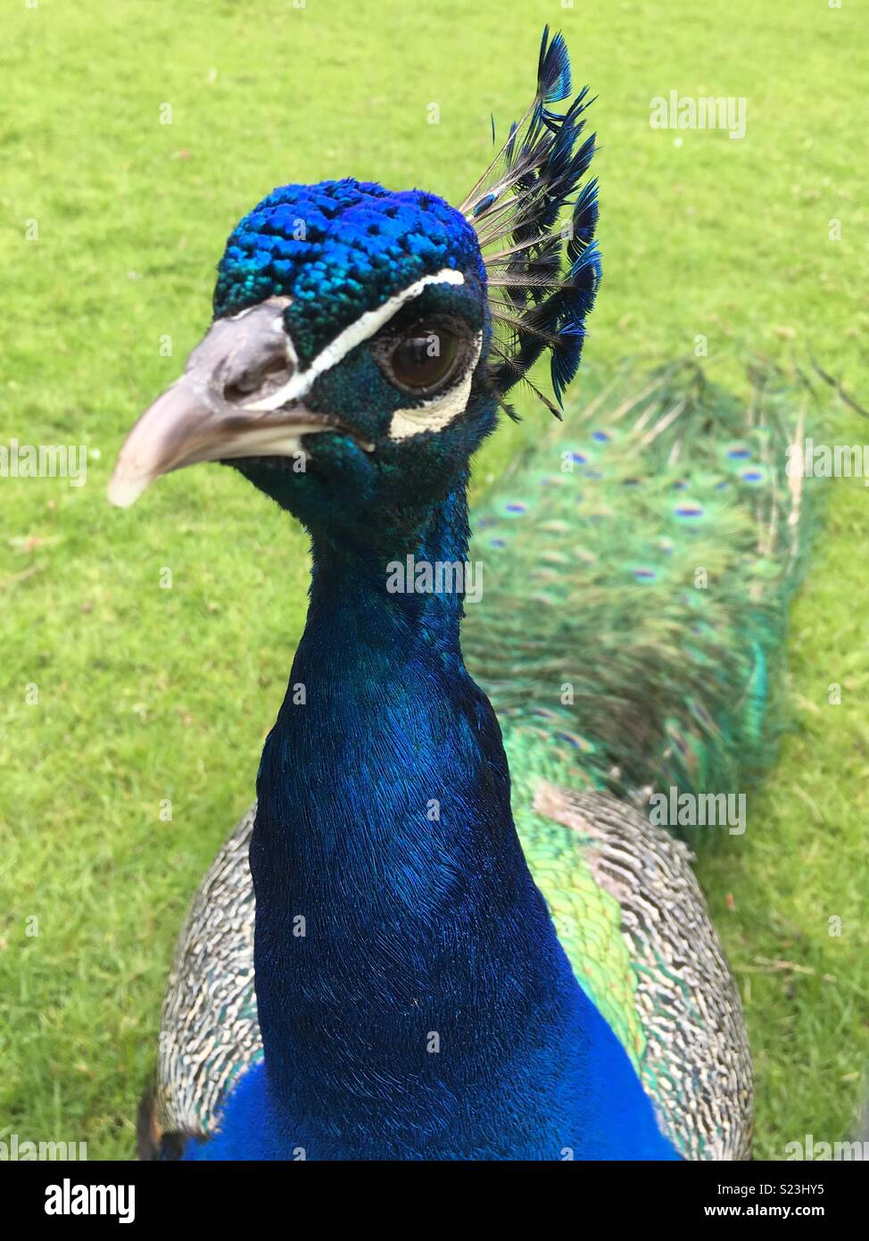Fancy Peacock High Resolution Stock Photography and Images - Alamy