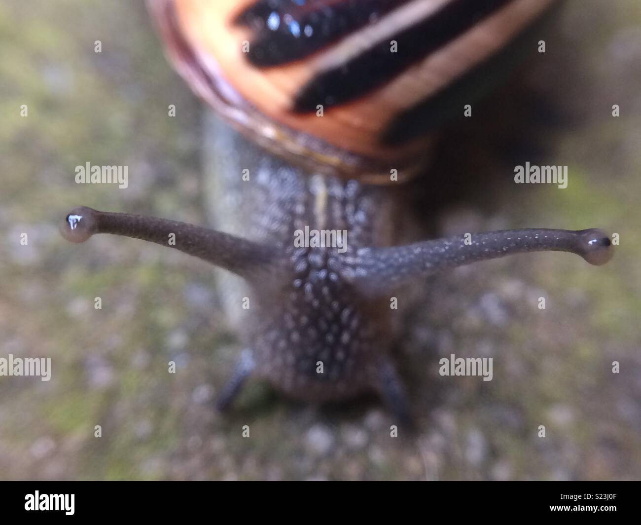 Snail Eyes Stock Photos & Snail Eyes Stock Images - Alamy