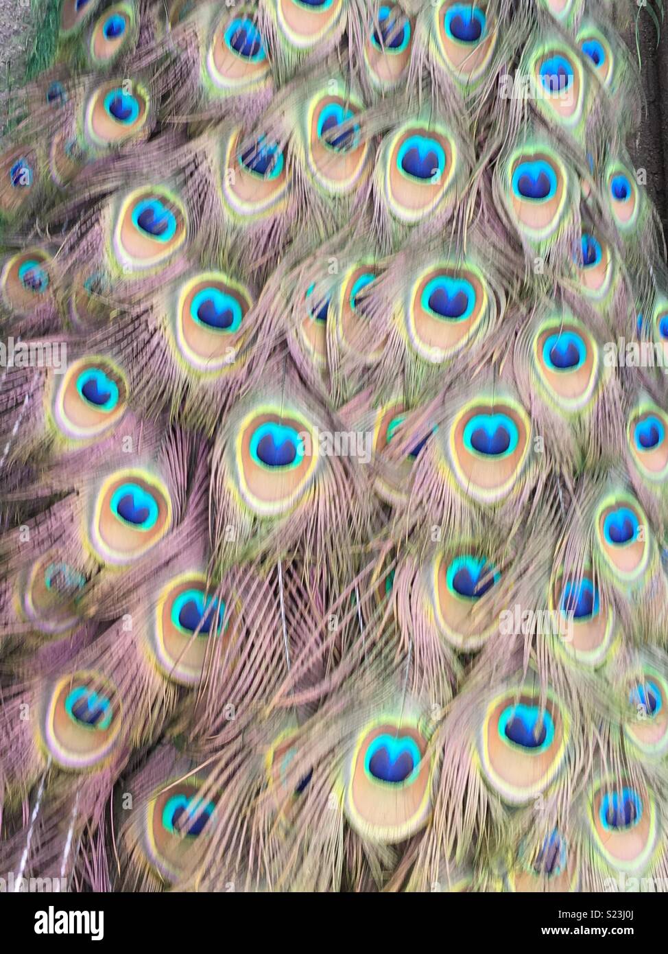 Peacock pattern hi-res stock photography and images - Alamy