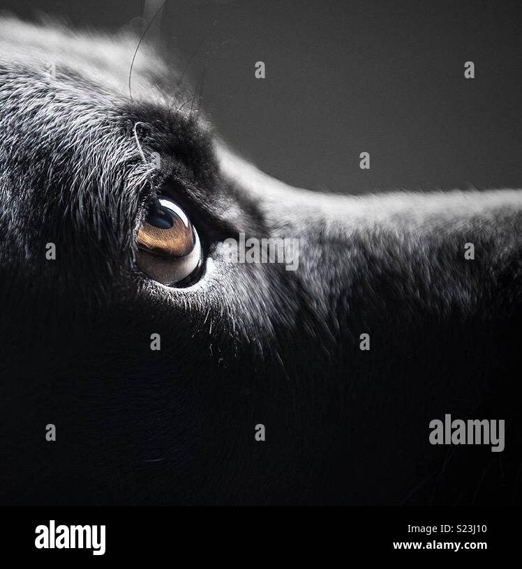 Labrador eyes hi-res stock photography and images - Alamy