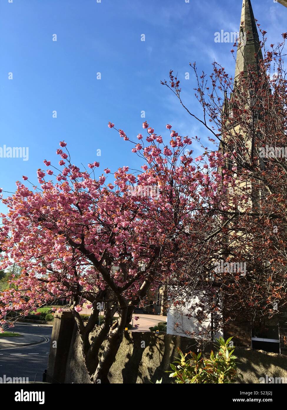 Blossom tree, pink blossom, spring in Fife, Scotland Stock Photo - Alamy
