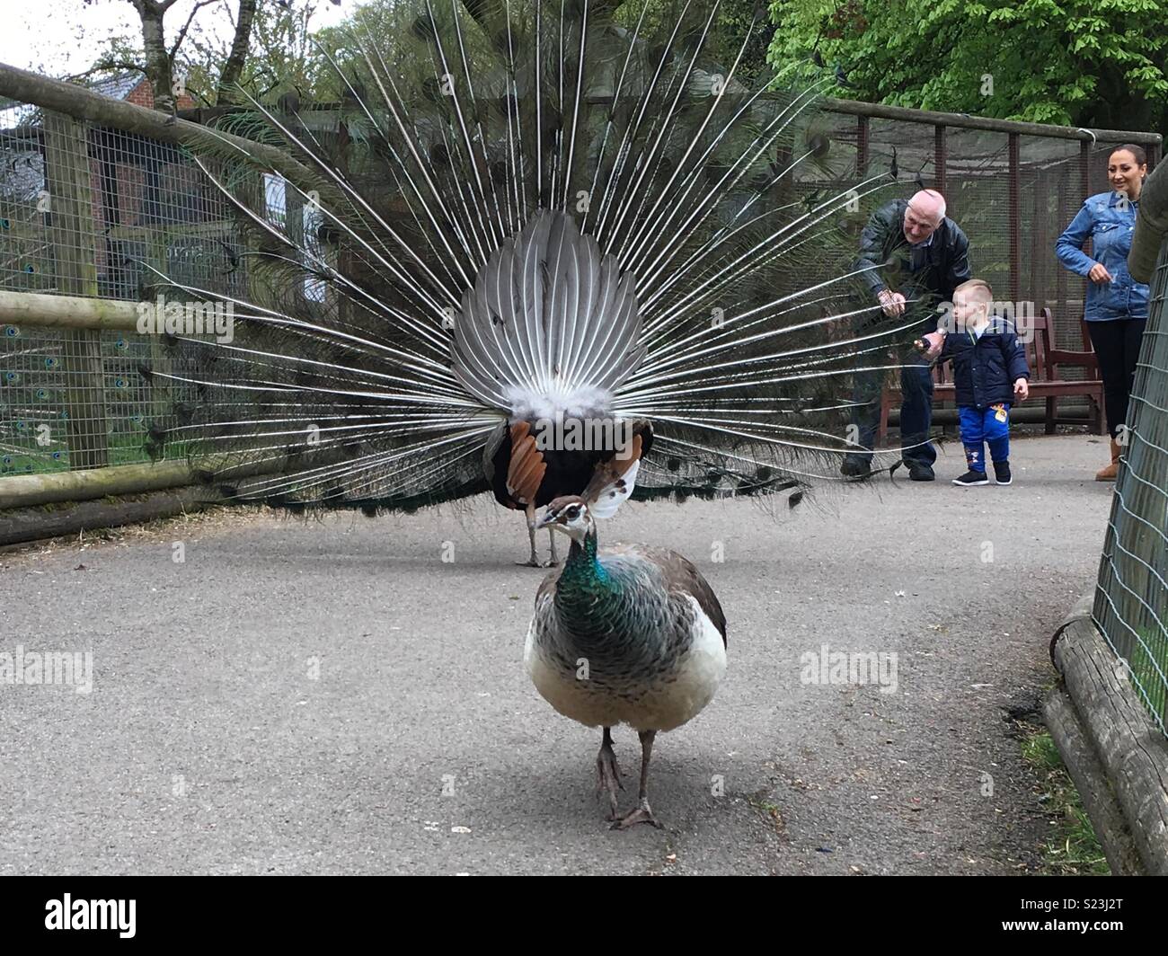 Female peahen hi-res stock photography and images - Alamy