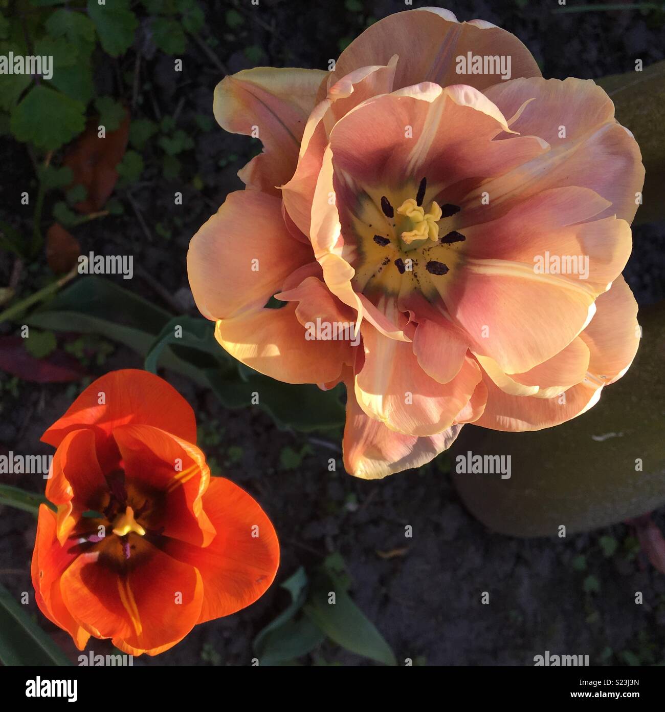 Open tulips hi-res stock photography and images - Alamy