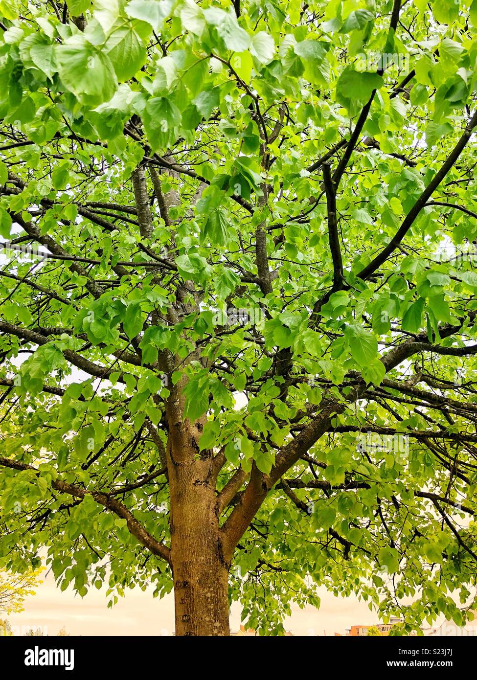Green tree v3 Stock Photo - Alamy