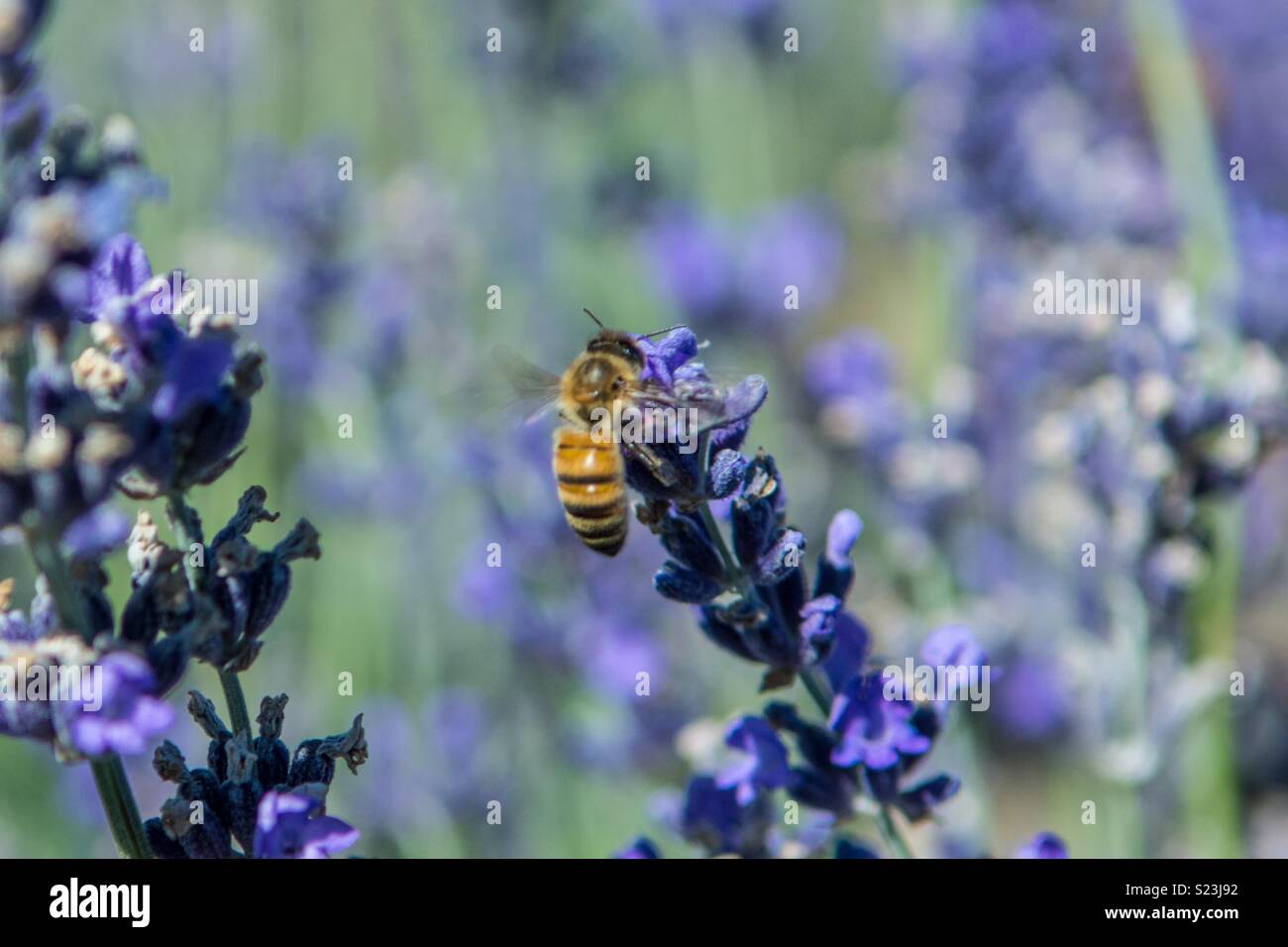 Hard working Honey Bee Stock Photo - Alamy