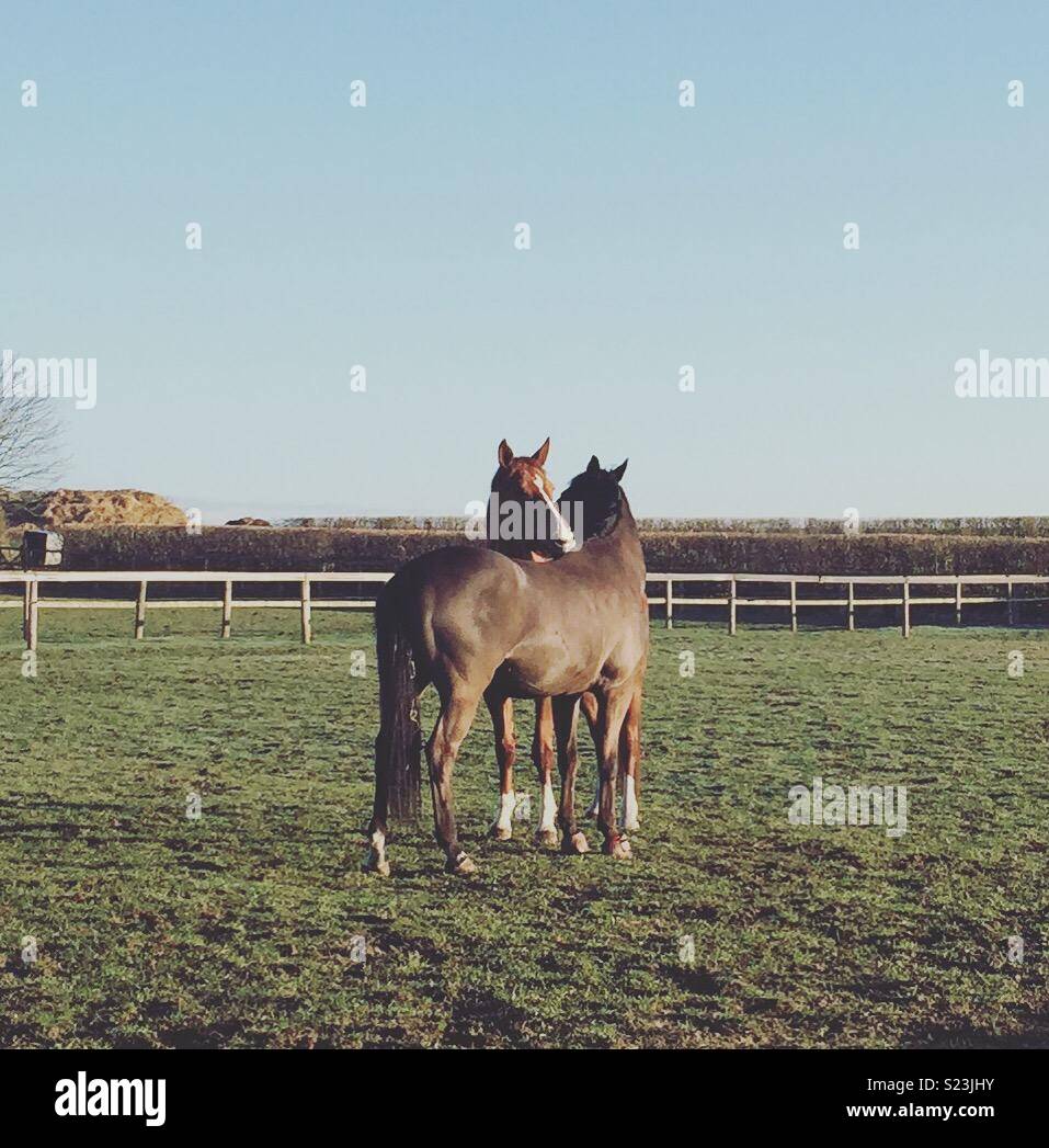 Best Mates Stock Photos & Best Mates Stock Images - Alamy