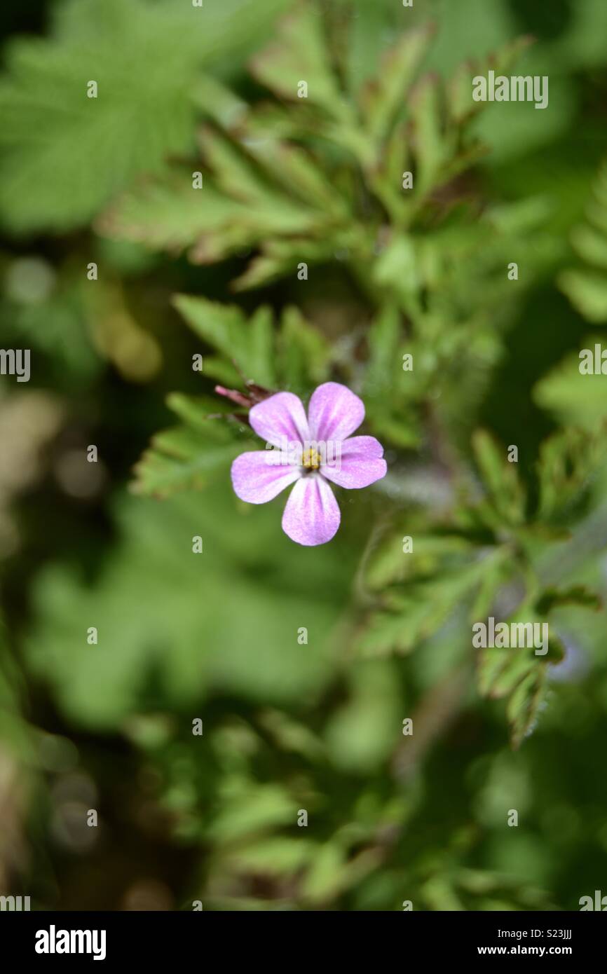 Purple small flower hi-res stock photography and images - Alamy