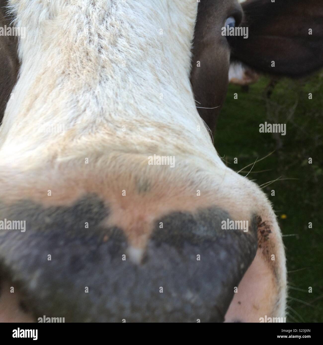 Cows Nose Stock Photos & Cows Nose Stock Images - Alamy