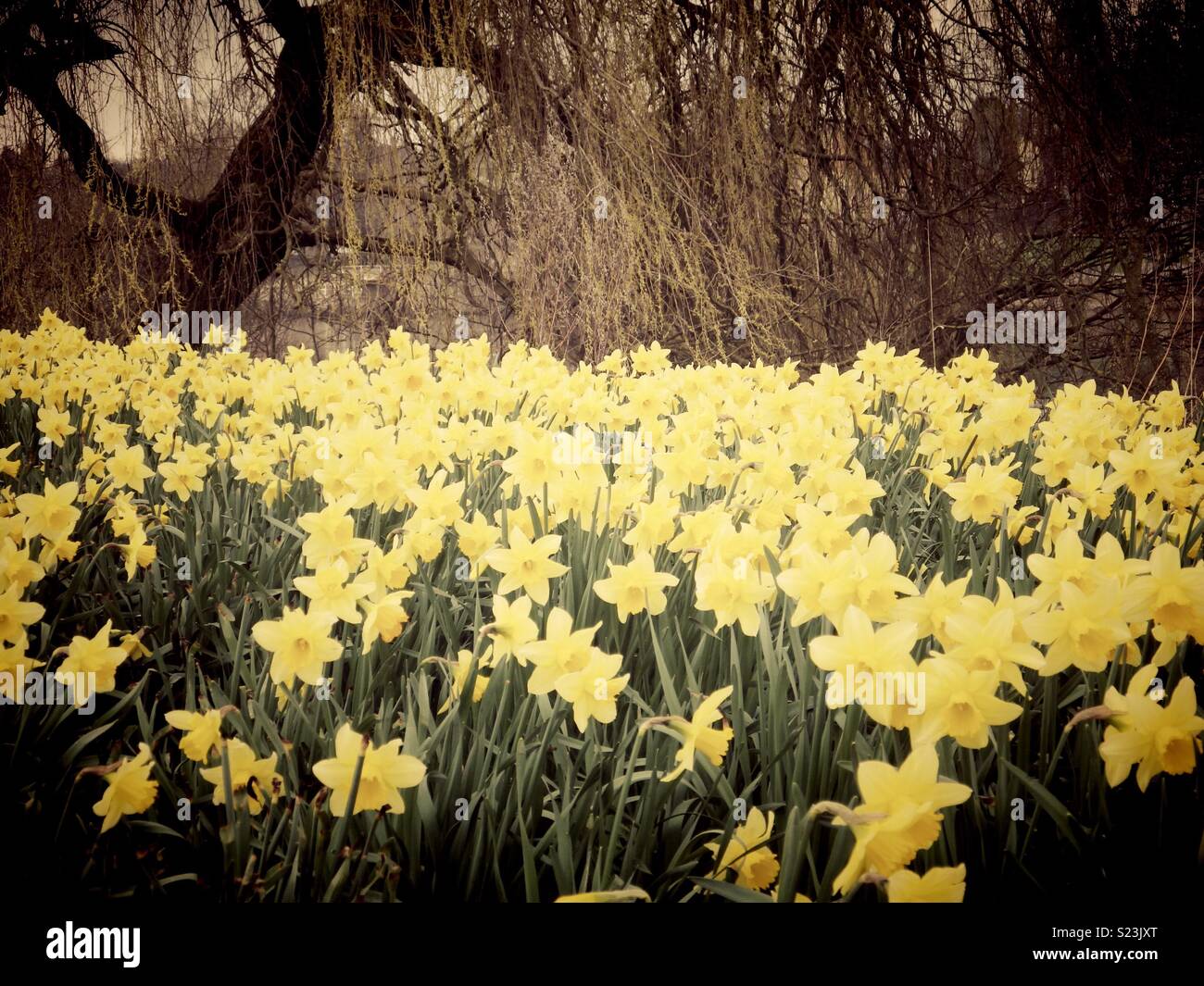 Daffodils north inch park Perth Stock Photo - Alamy