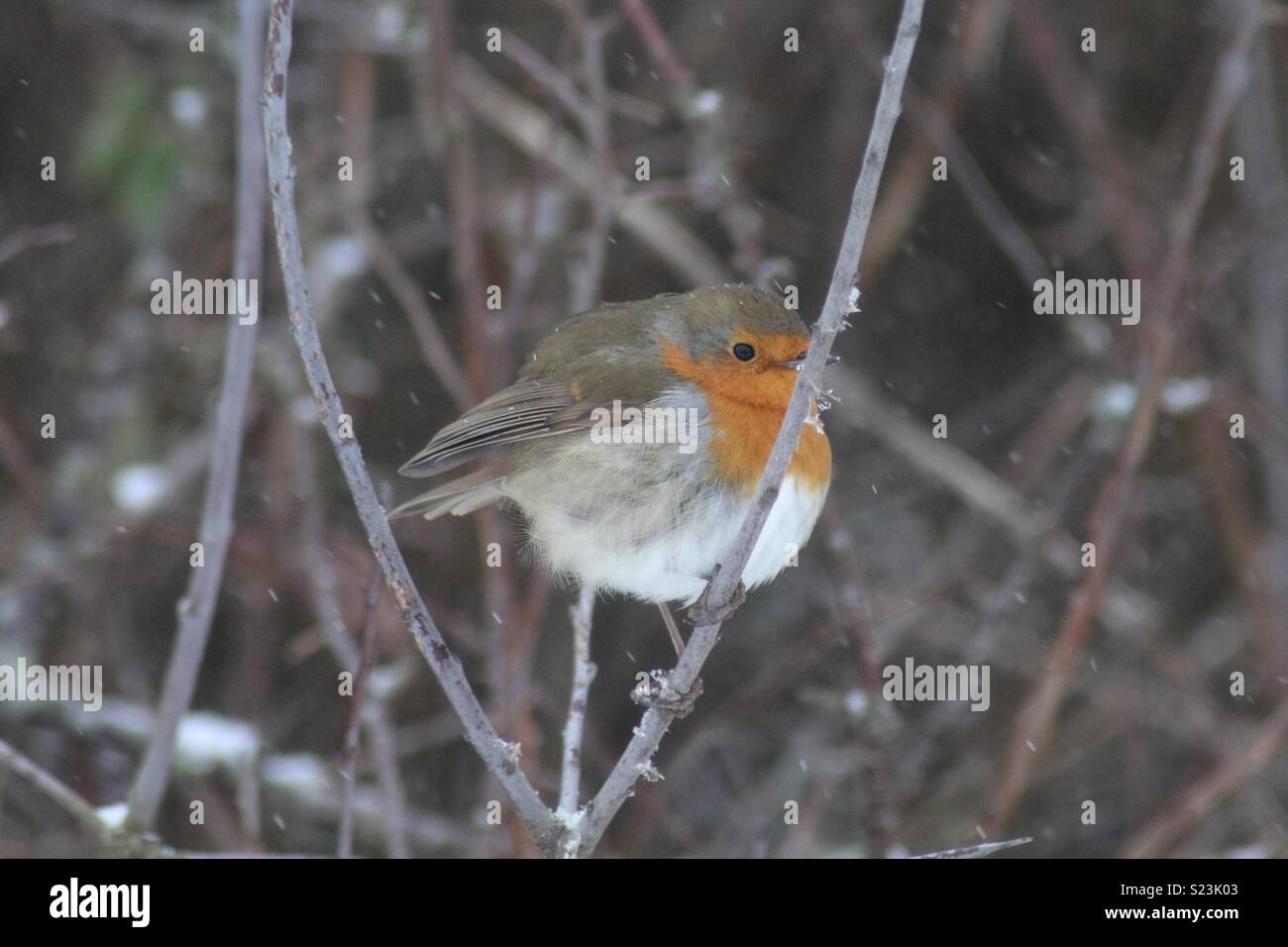 Robin winter tree hi-res stock photography and images - Alamy