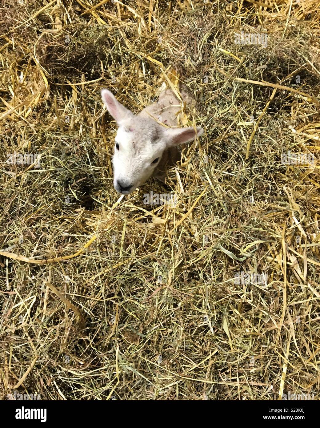 Farm college hi-res stock photography and images - Alamy