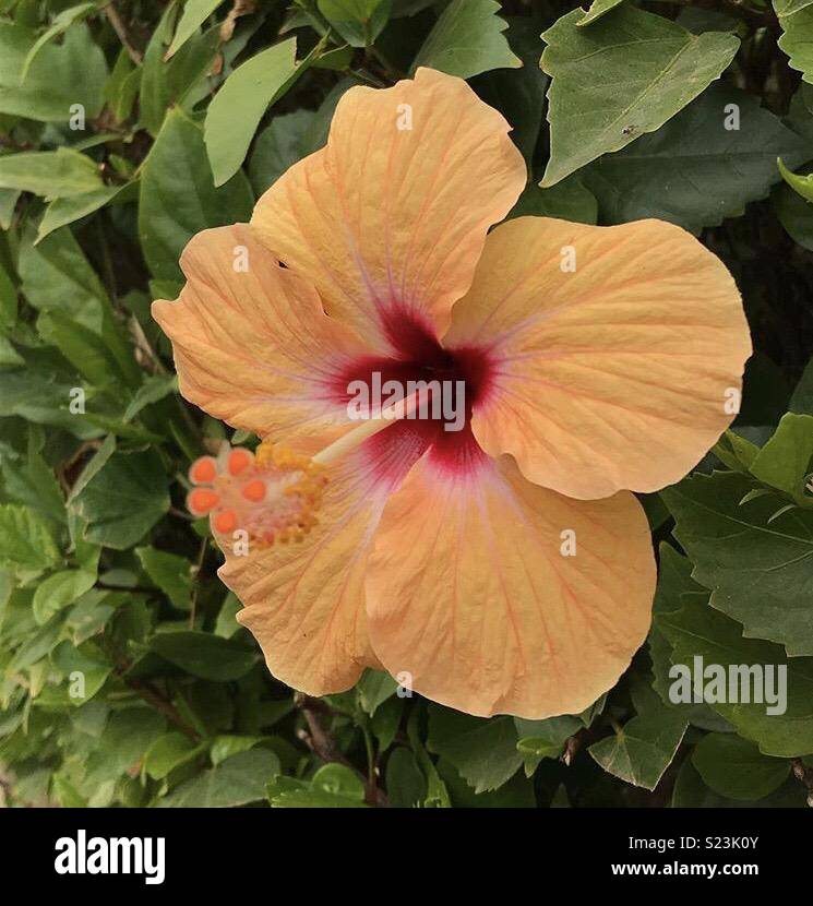 Cape verde flower hi-res stock photography and images - Alamy