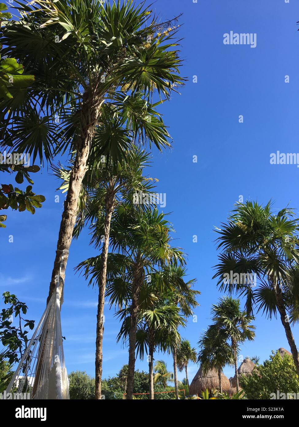 Palm trees in Riviera Maya Mexico Stock Photo - Alamy