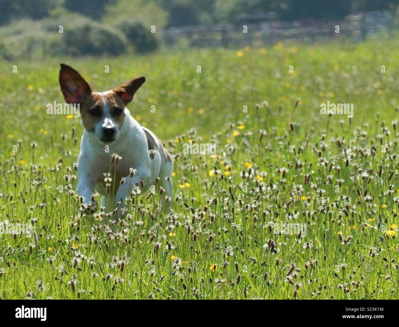 Flying ears hi-res stock photography and images - Alamy