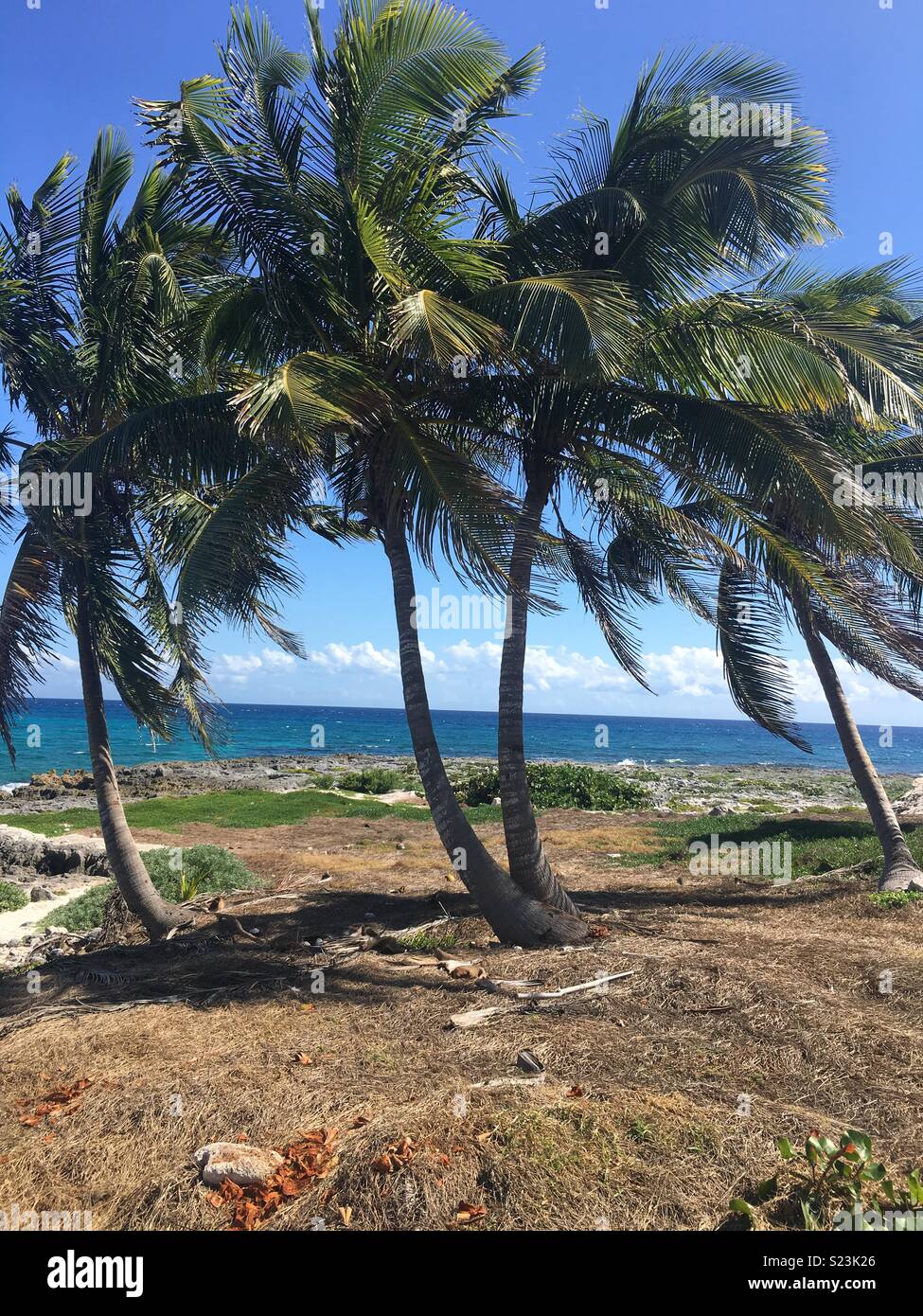 Maya palm tree hi-res stock photography and images - Alamy